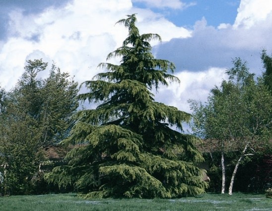 Deodar Cedar, Cedrus deodara, Monrovia Plant