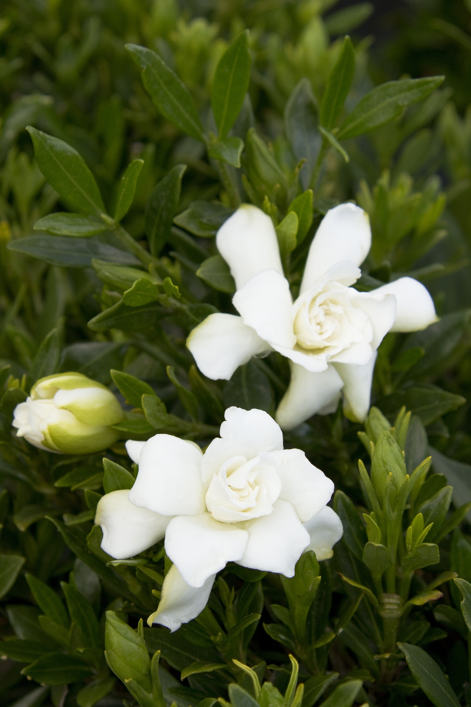 Miniature Gardenia, Gardenia jasminoides 'Radicans', Monrovia Plant