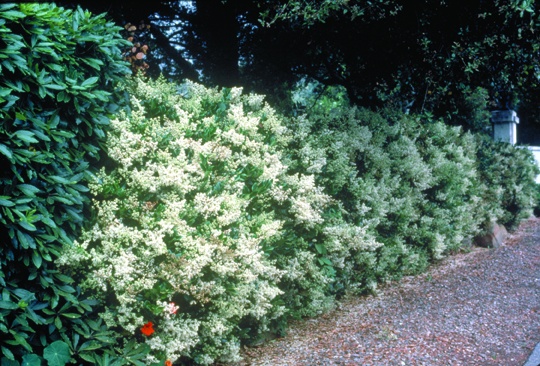 Lodense Privet, Ligustrum vulgare 'Lodense', Monrovia Plant