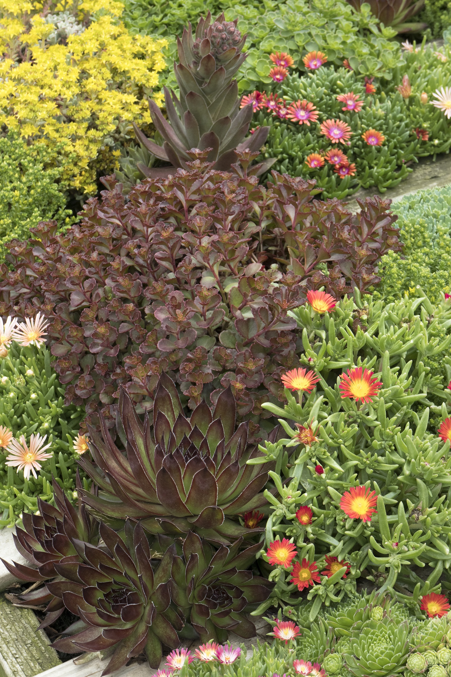 Jewel of Desert Ruby Ice Plant, Monrovia Plant