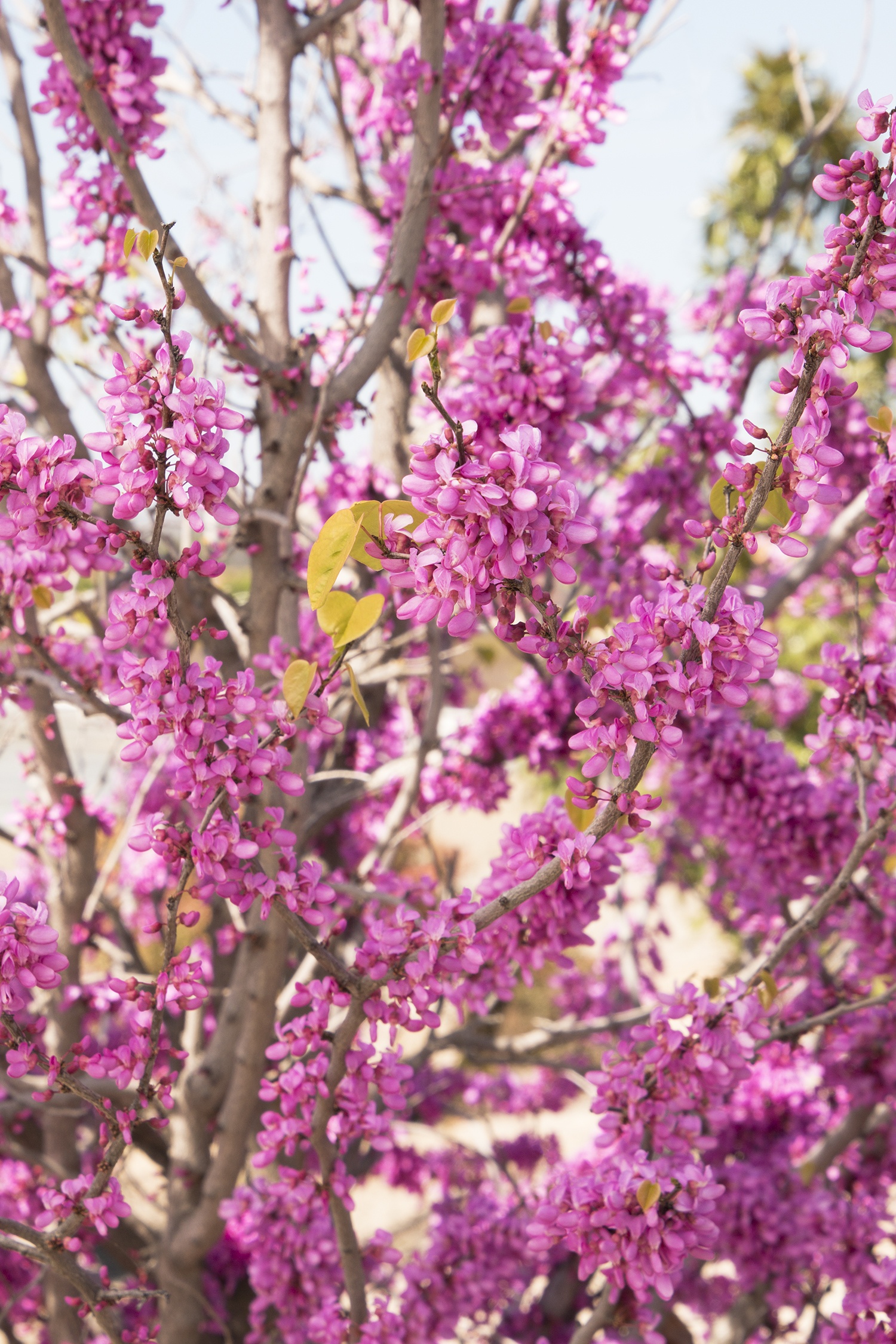 Avondale Redbud, Cercis chinensis 'Avondale', Monrovia Plant