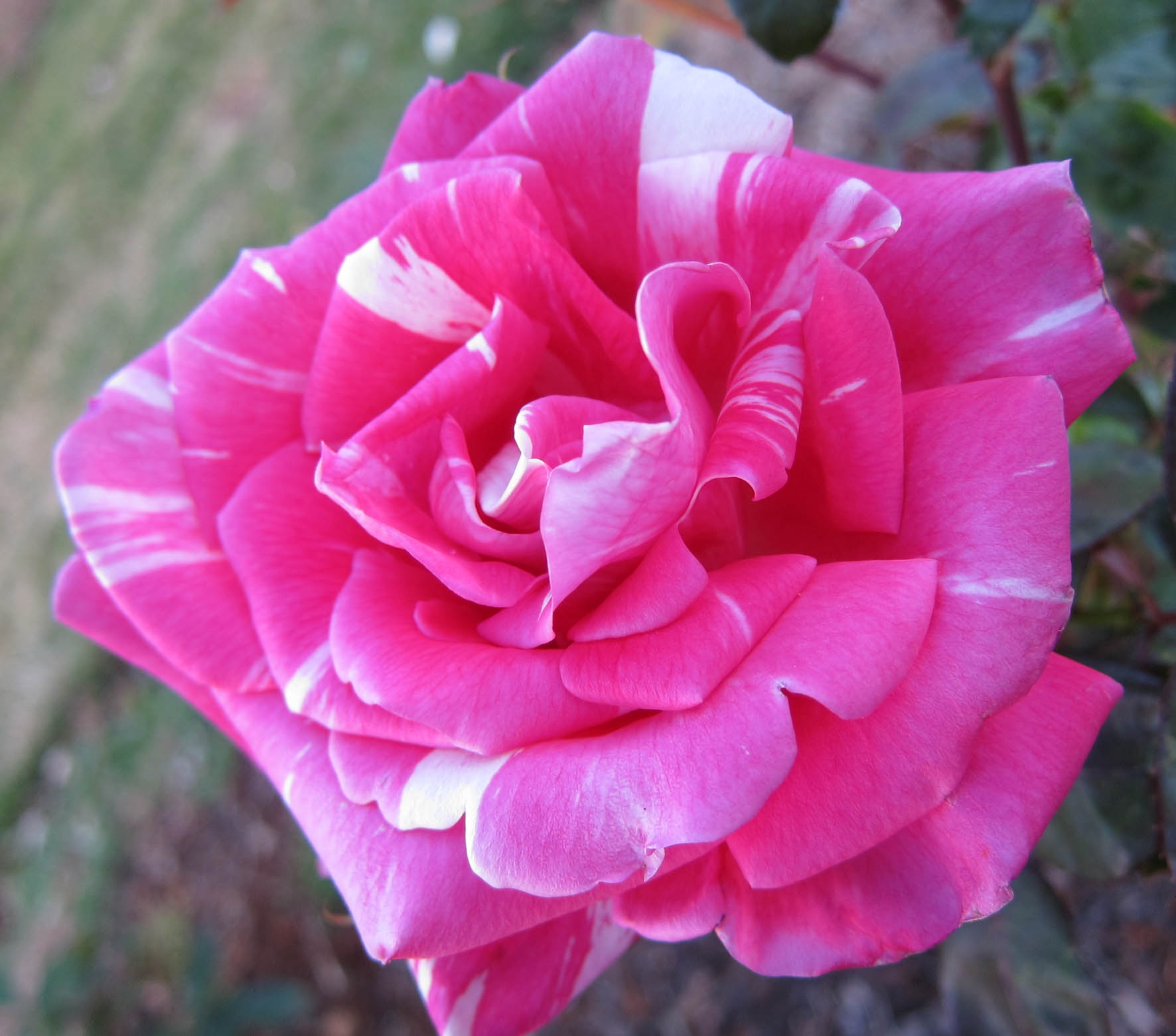 Flower Carpet® Pink Splash Rose, Rosa x 'Noasplash' PP #24,359