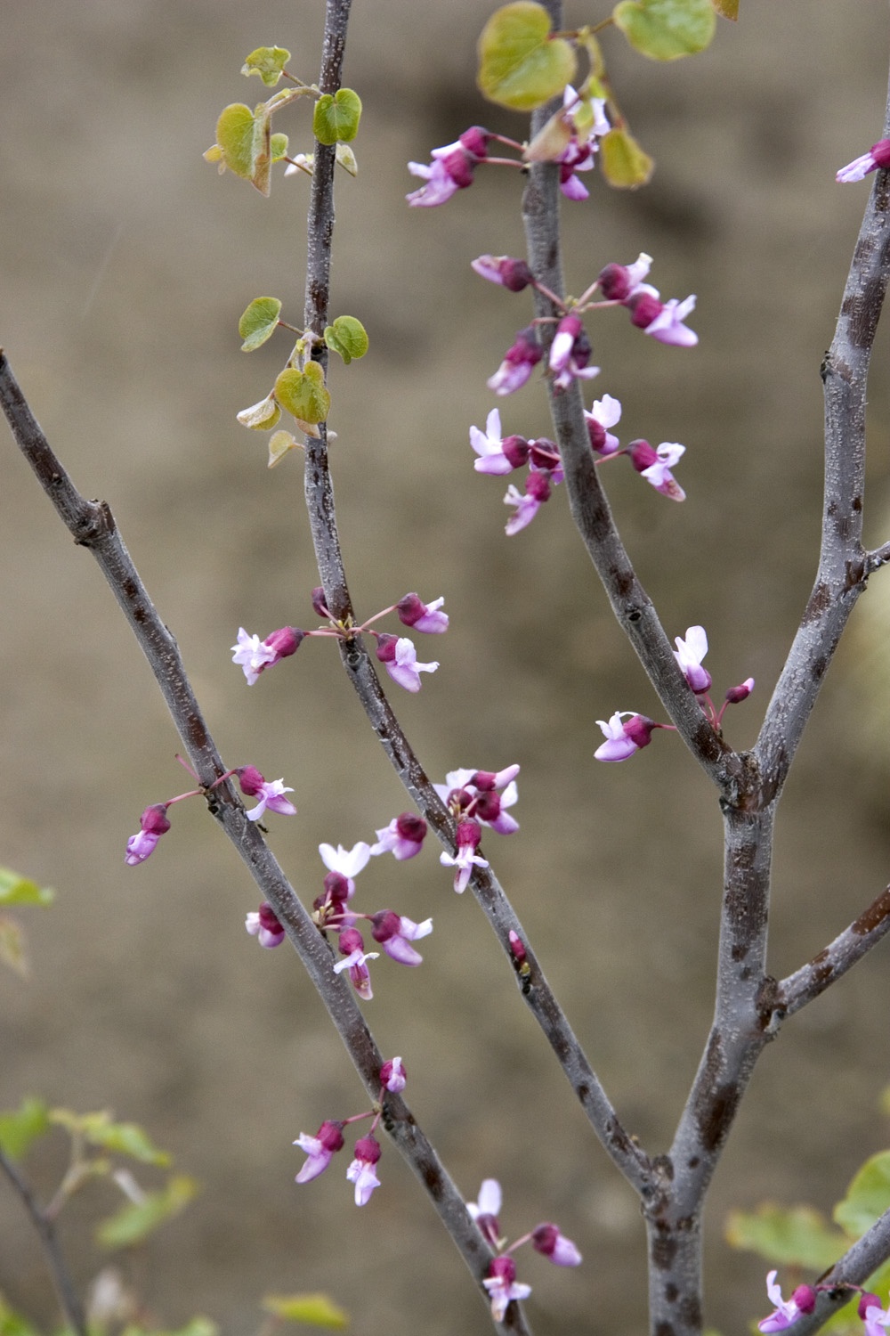 Mexican Redbud, Cercis canadensis var. mexicana, Monrovia Plant