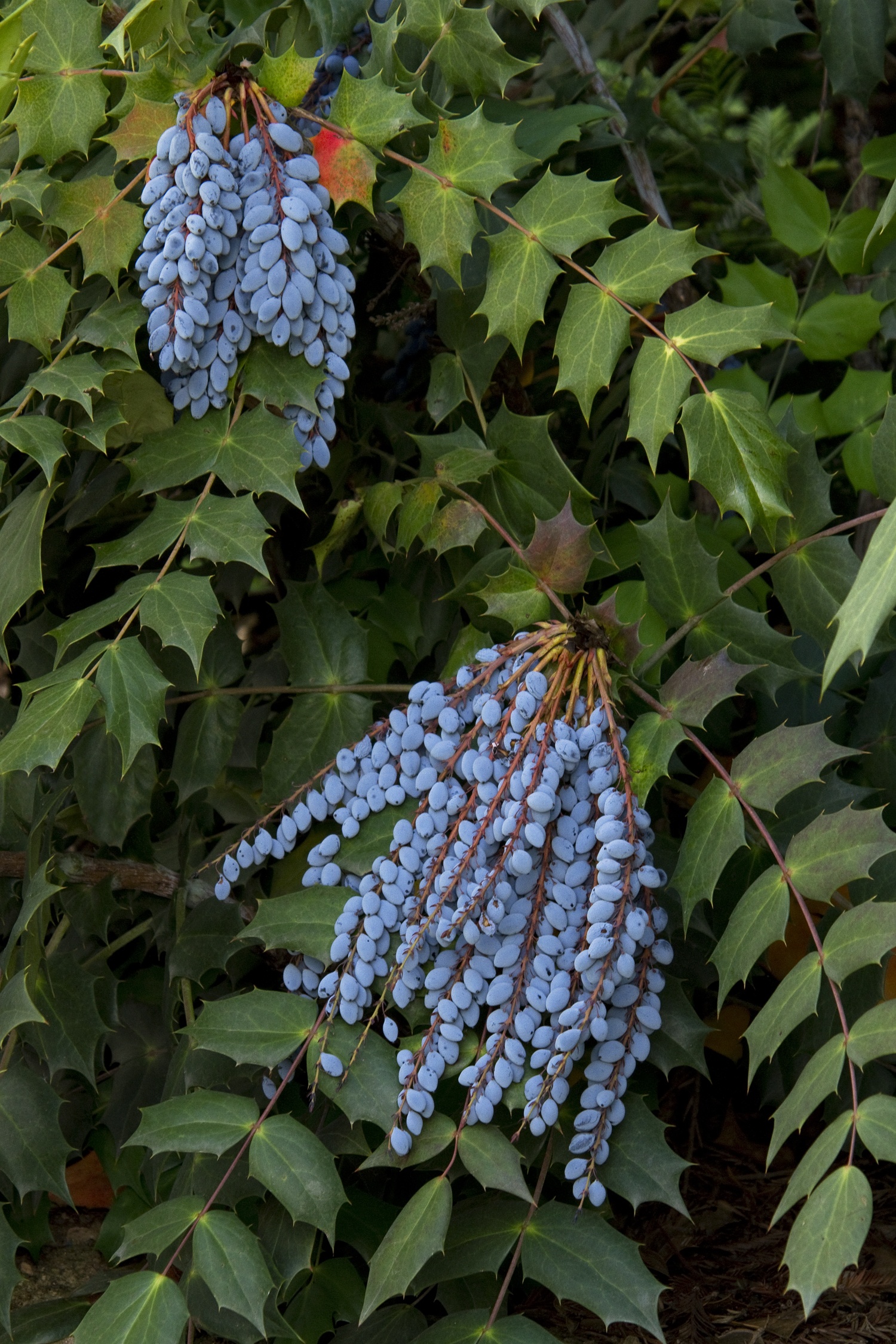 Leatherleaf Mahonia, Mahonia japonica 'Bealei', Monrovia Plant