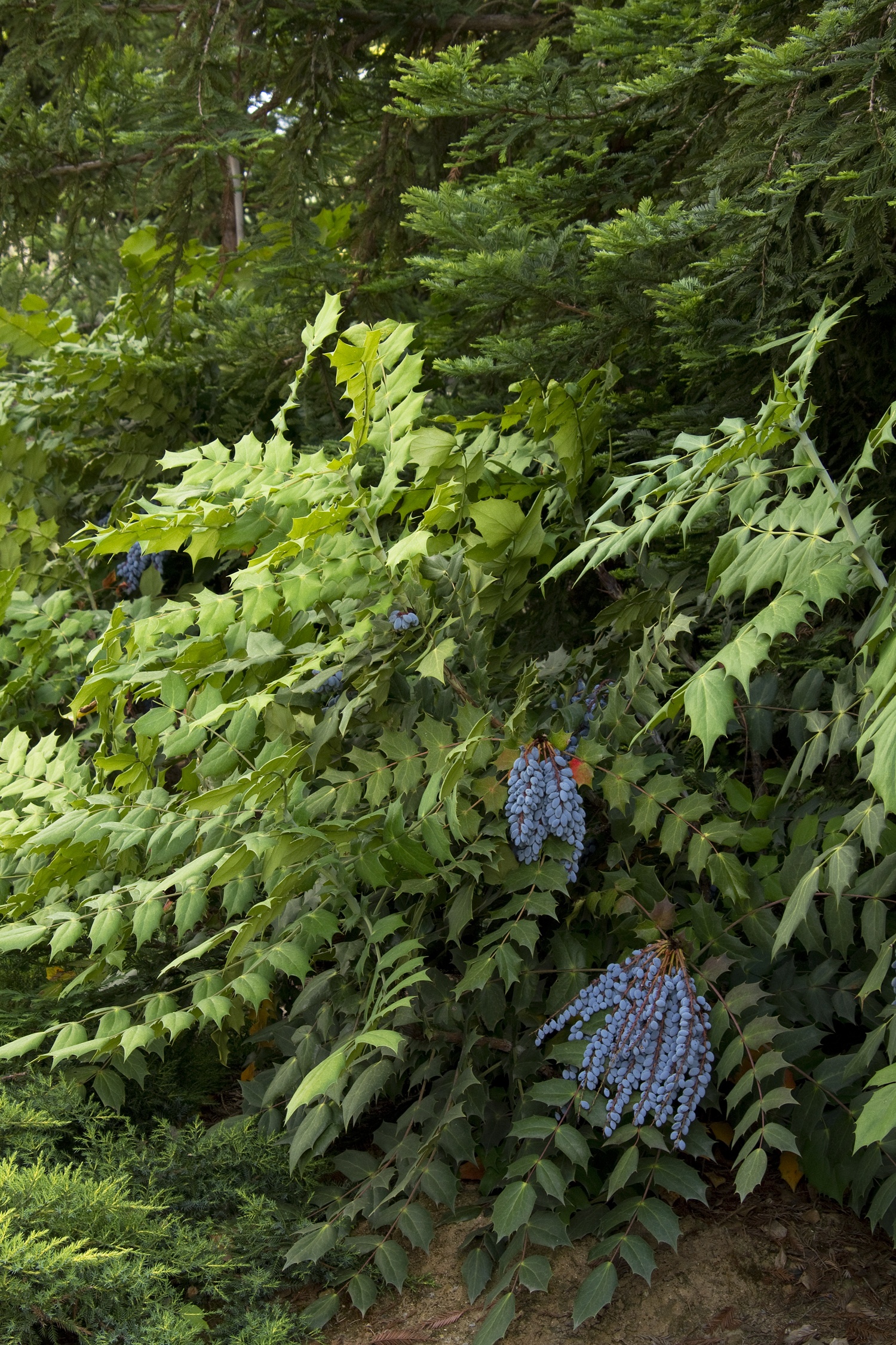 Leatherleaf Mahonia, Mahonia japonica 'Bealei', Monrovia Plant