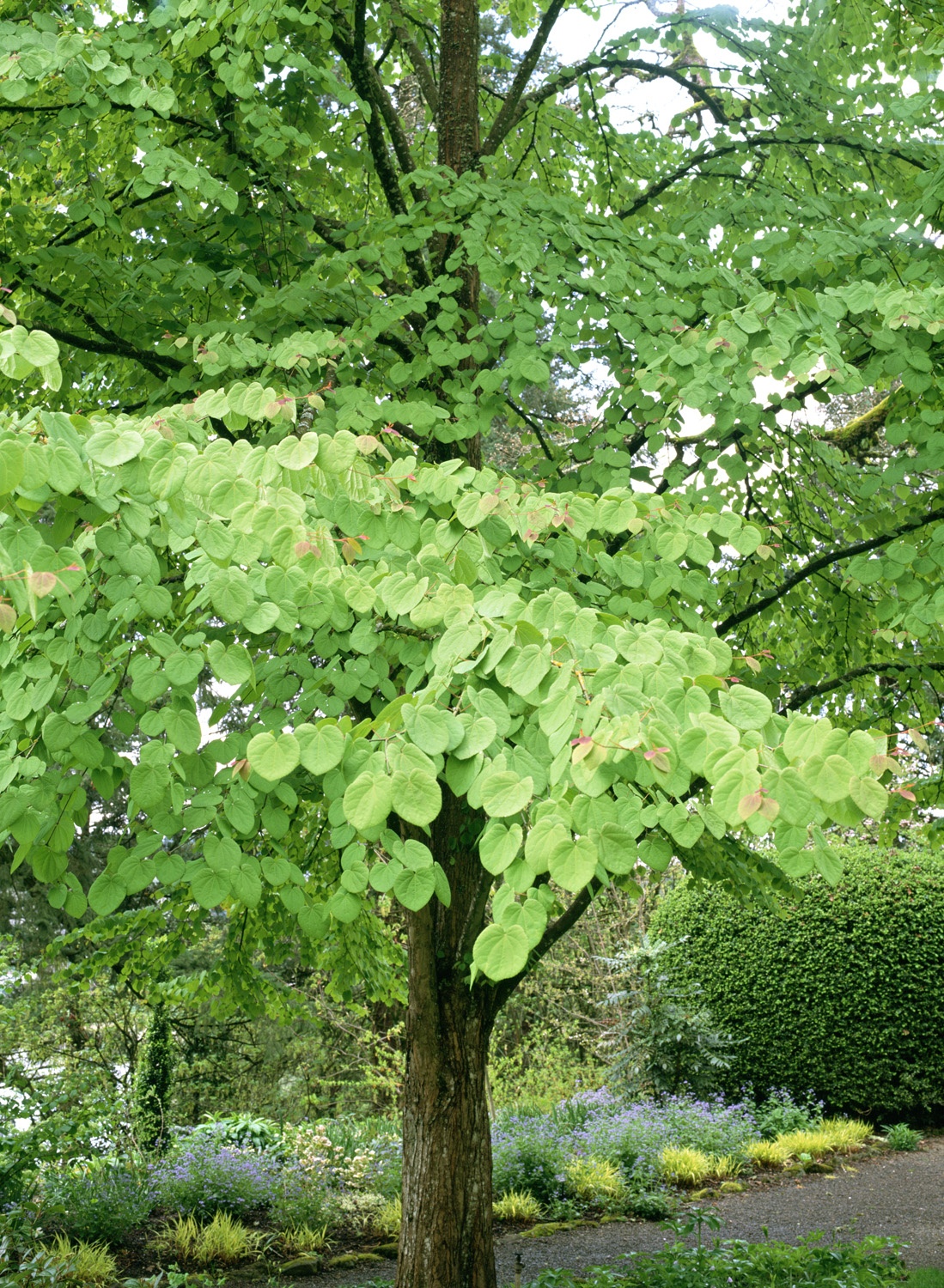 Avondale Redbud, Cercis chinensis 'Avondale', Monrovia Plant