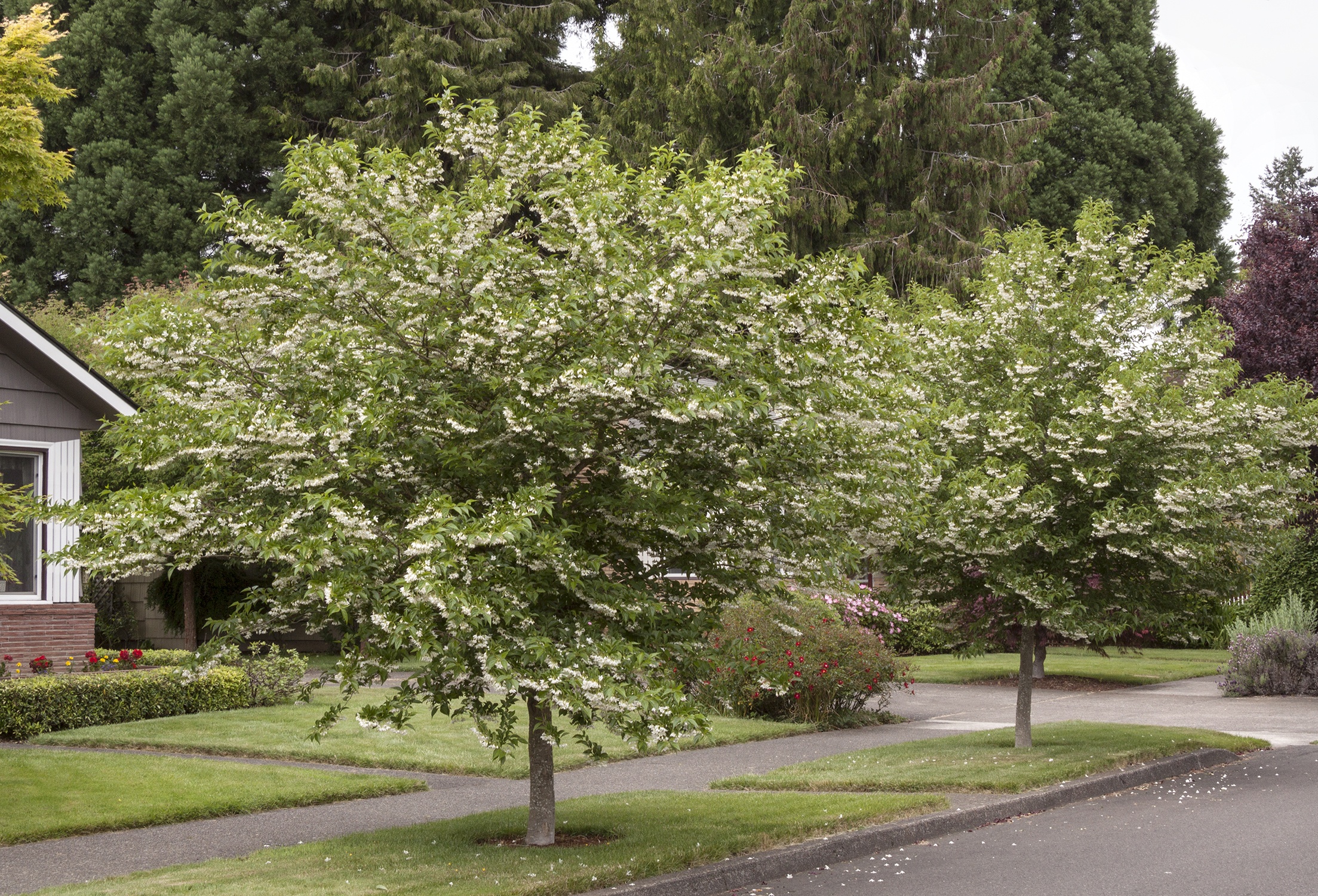 Japanese Snowbell, Styrax japonicus, Monrovia Plant