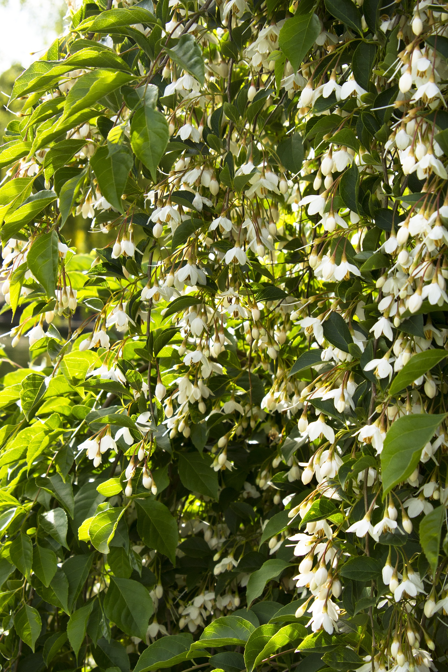 Japanese Snowbell, Styrax japonicus, Monrovia Plant