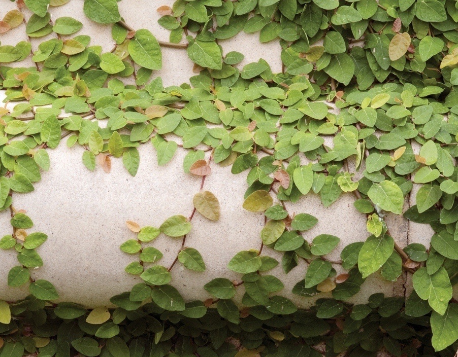 Creeping Fig, Ficus pumila, Monrovia Plant