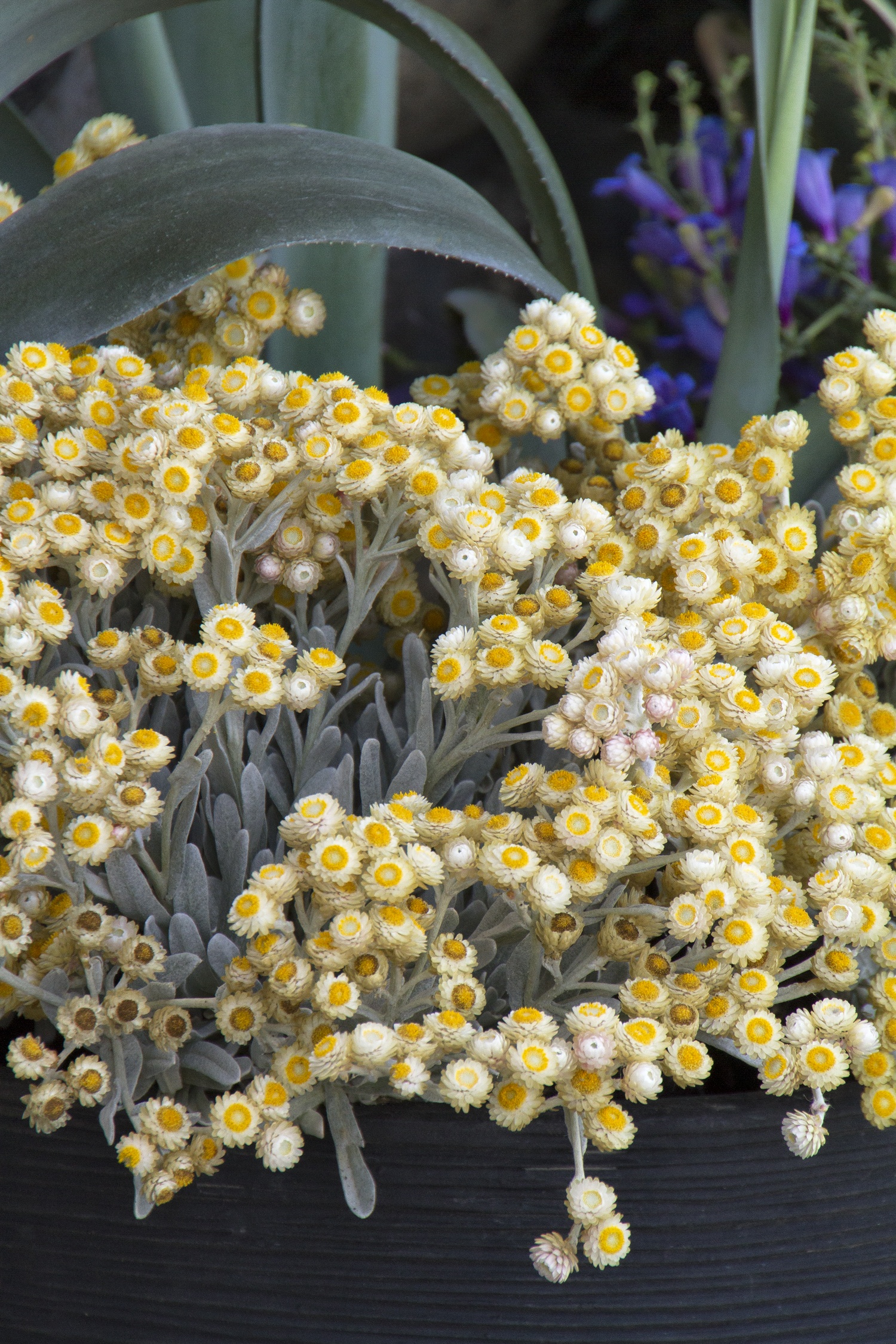 Ruby Cluster Strawflower, Helichrysum amorginum 'Blorub', Monrovia Plant
