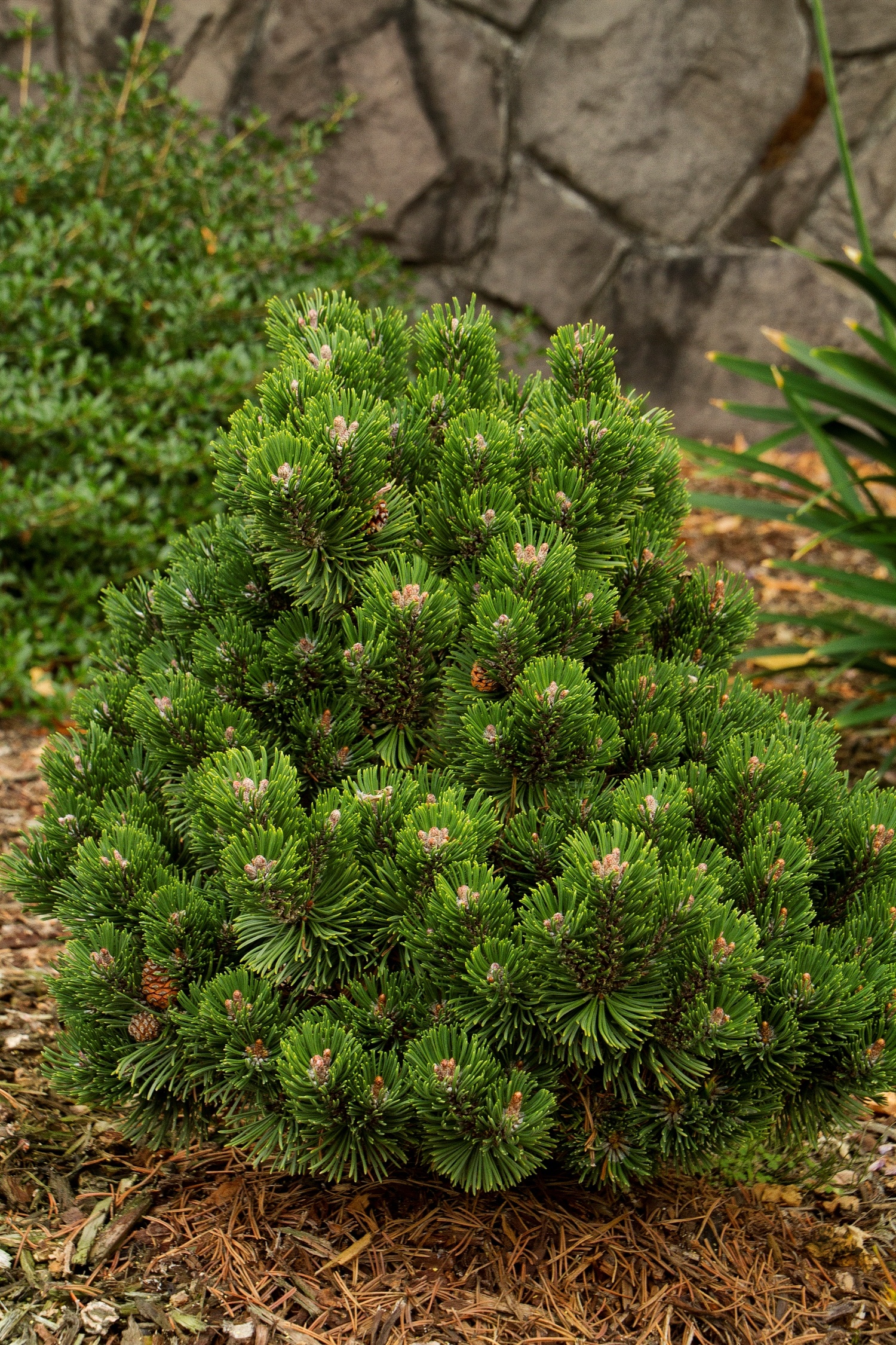 Sherwood Compact Mugo Pine, Pinus mugo 'Sherwood Compact', Monrovia Plant