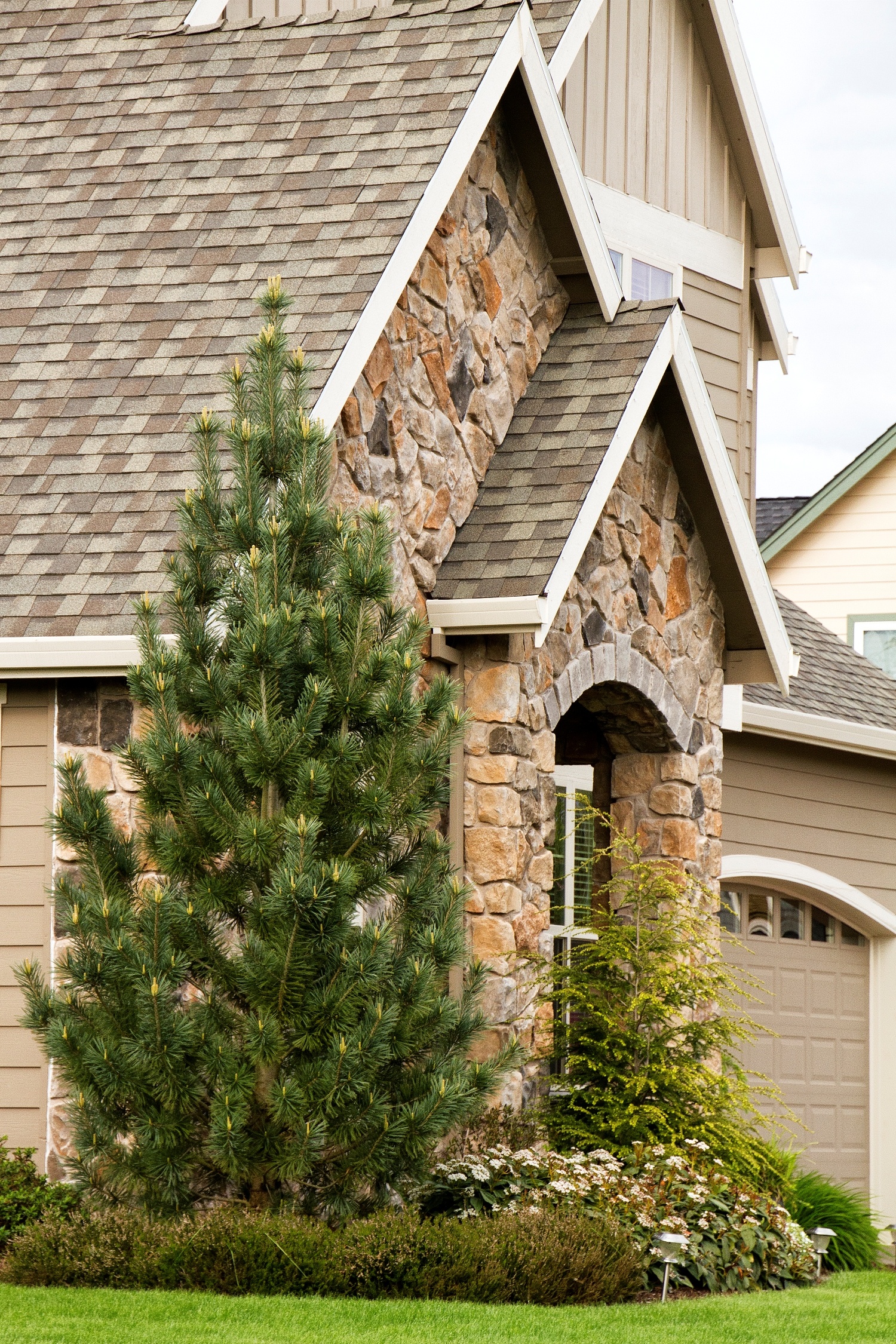 Vanderwolf's Pyramid Limber Pine, Pinus flexilis 'Vanderwolf's Pyramid'