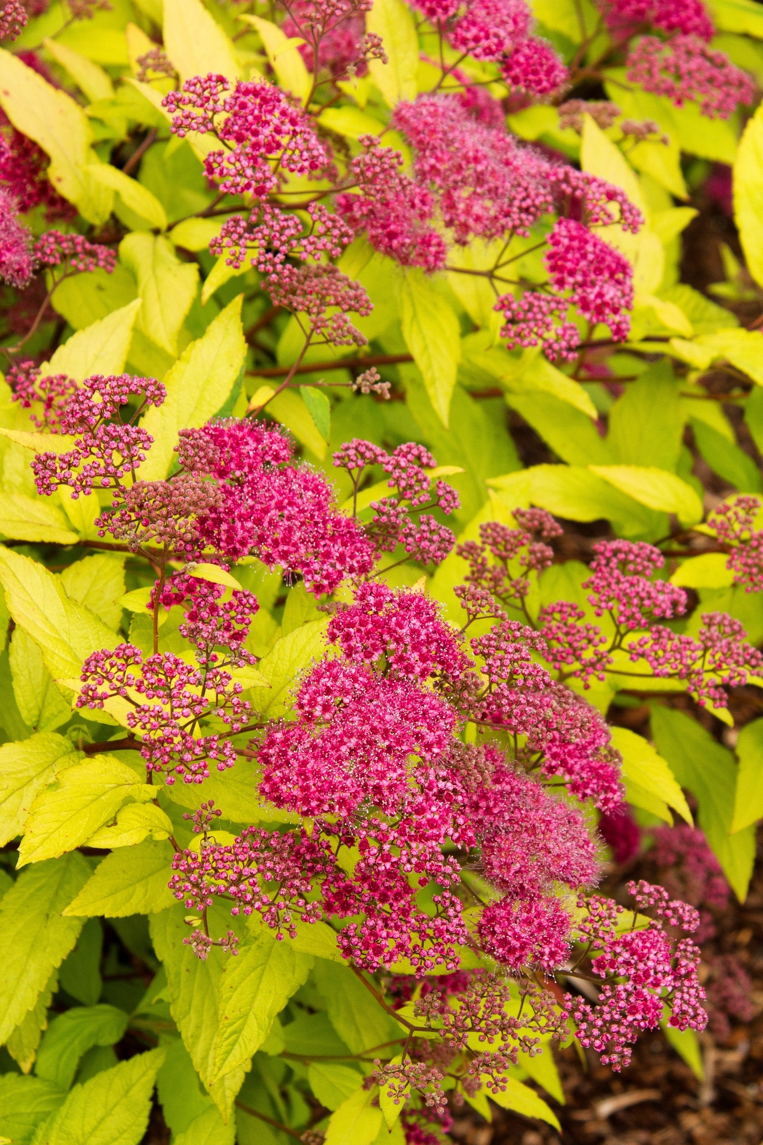 Goldflame Spirea, Spiraea x bumalda 'Goldflame', Monrovia Plant