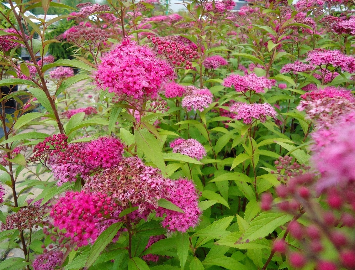 Anthony Waterer Spirea, Spiraea x bumalda 'Anthony Waterer', Monrovia Plant