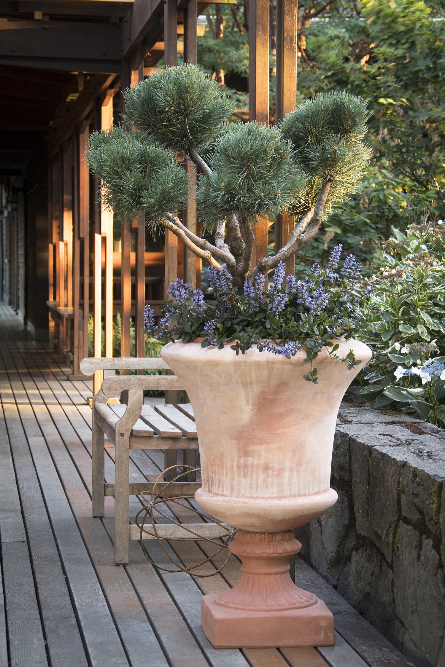 Dwarf Scotch Pine, Pinus sylvestris 'Glauca Nana', Monrovia Plant