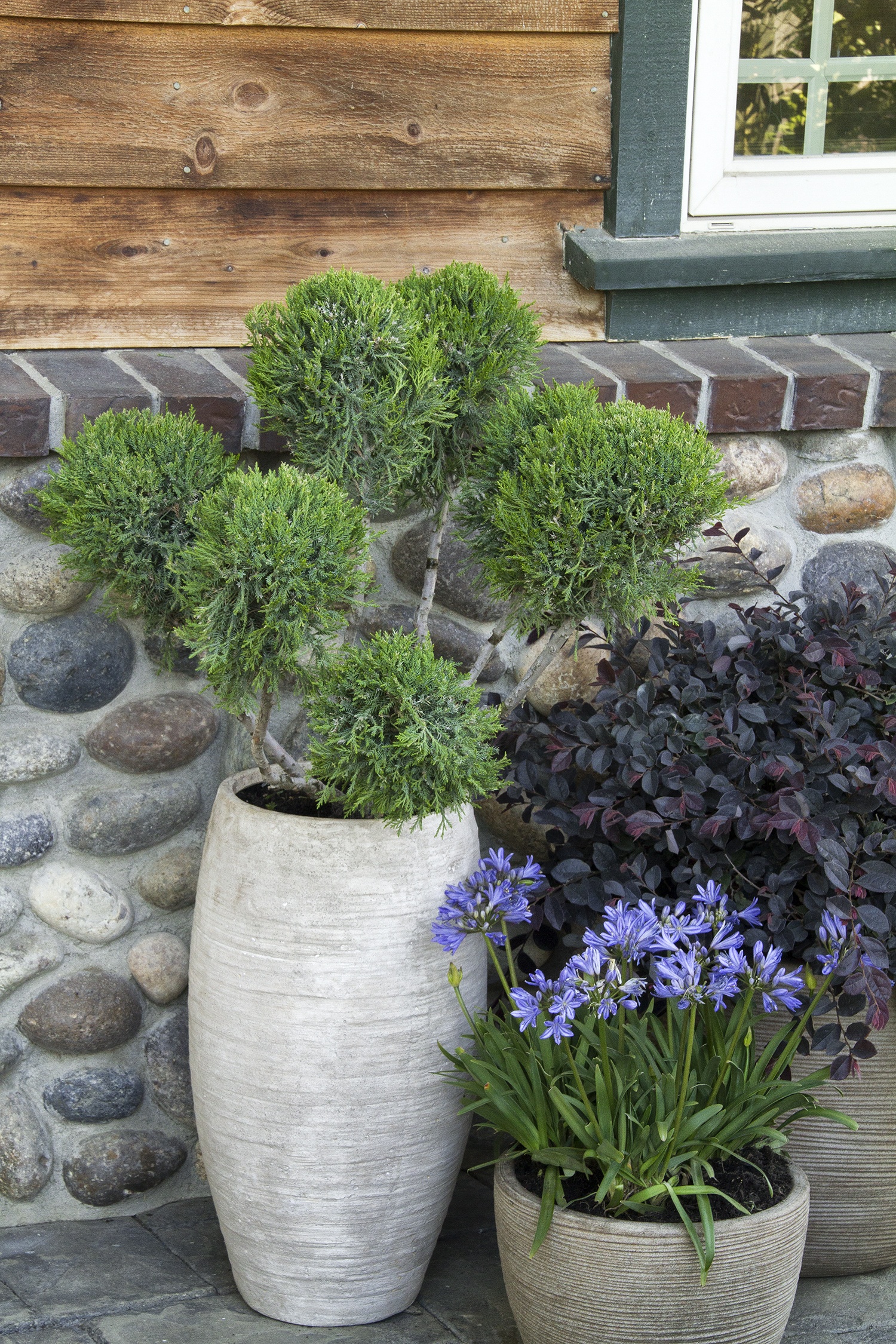 Mint Julep® Juniper, Juniperus chinensis 'Monlep', Monrovia Plant