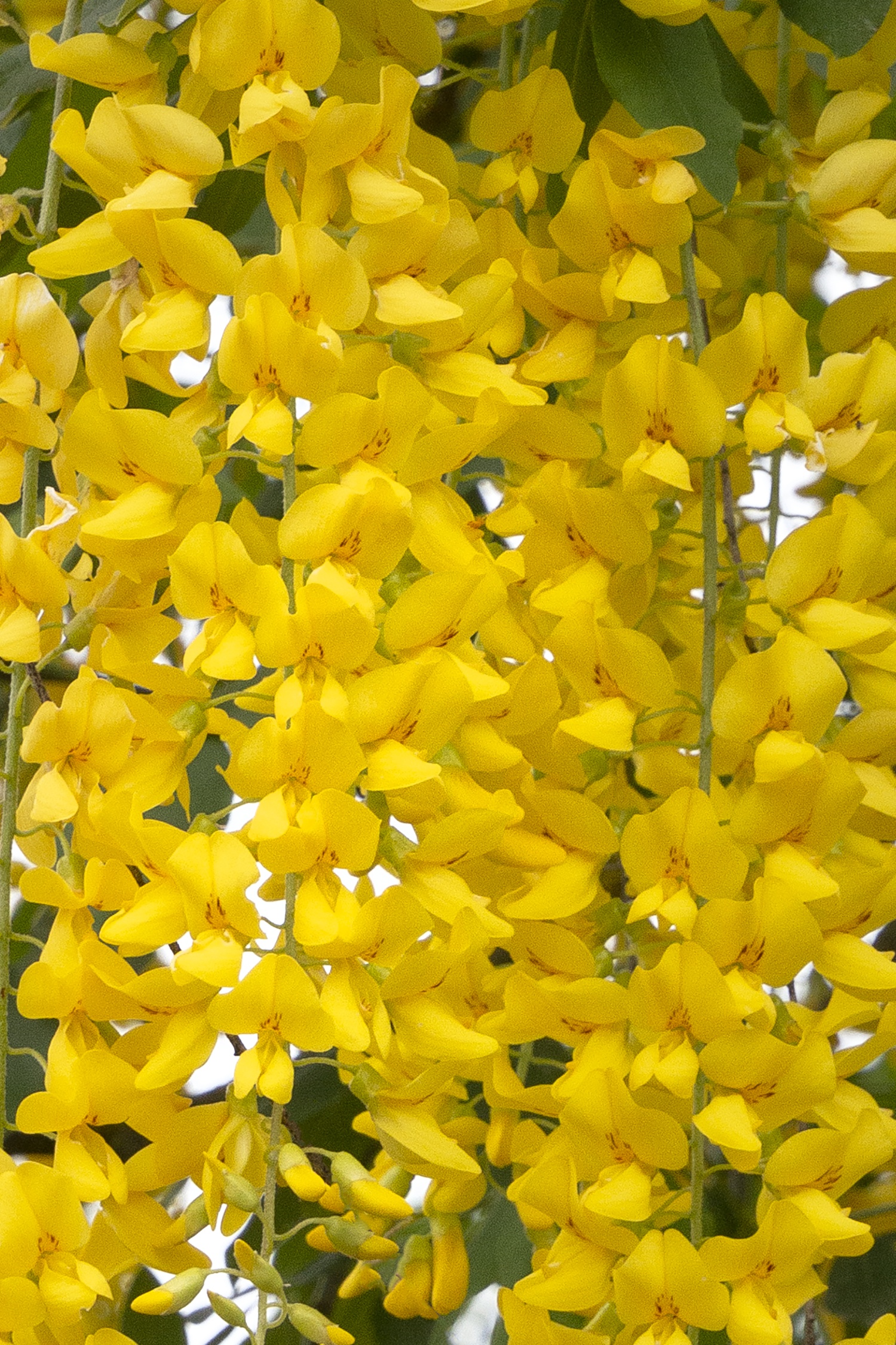 Vossi Golden Chain Tree, Laburnum x watereri 'Vossii', Monrovia Plant