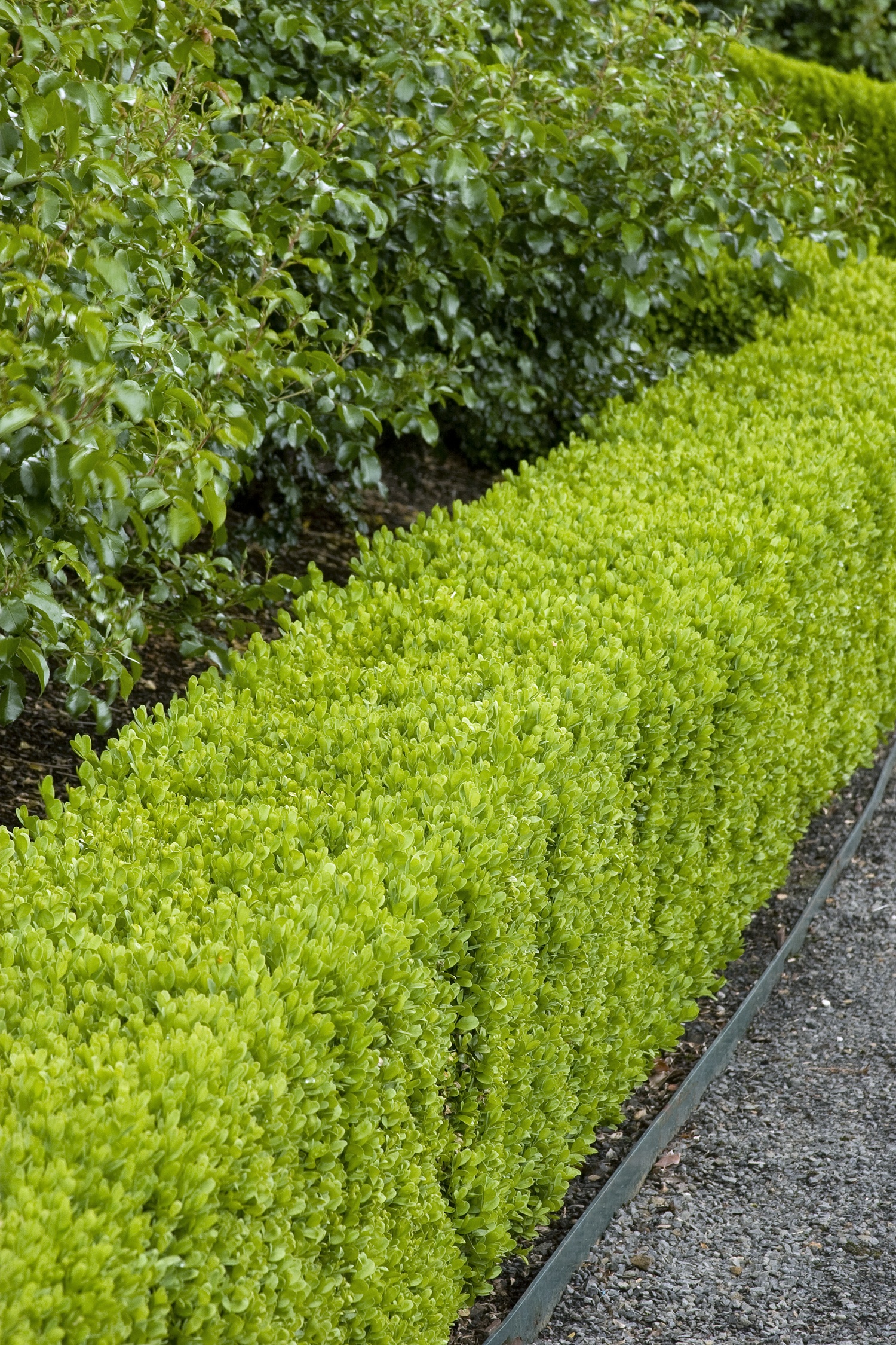 Dwarf English Boxwood, Buxus sempervirens 'Suffruticosa', Monrovia Plant