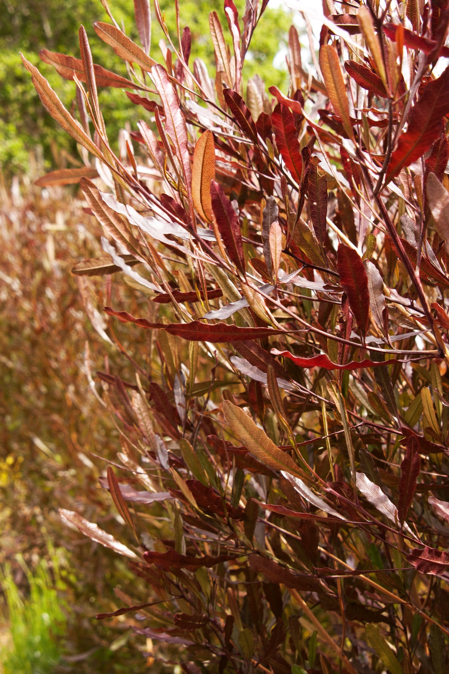 Purple Hopseed Bush, Dodonaea viscosa 'Purpurea', Monrovia Plant