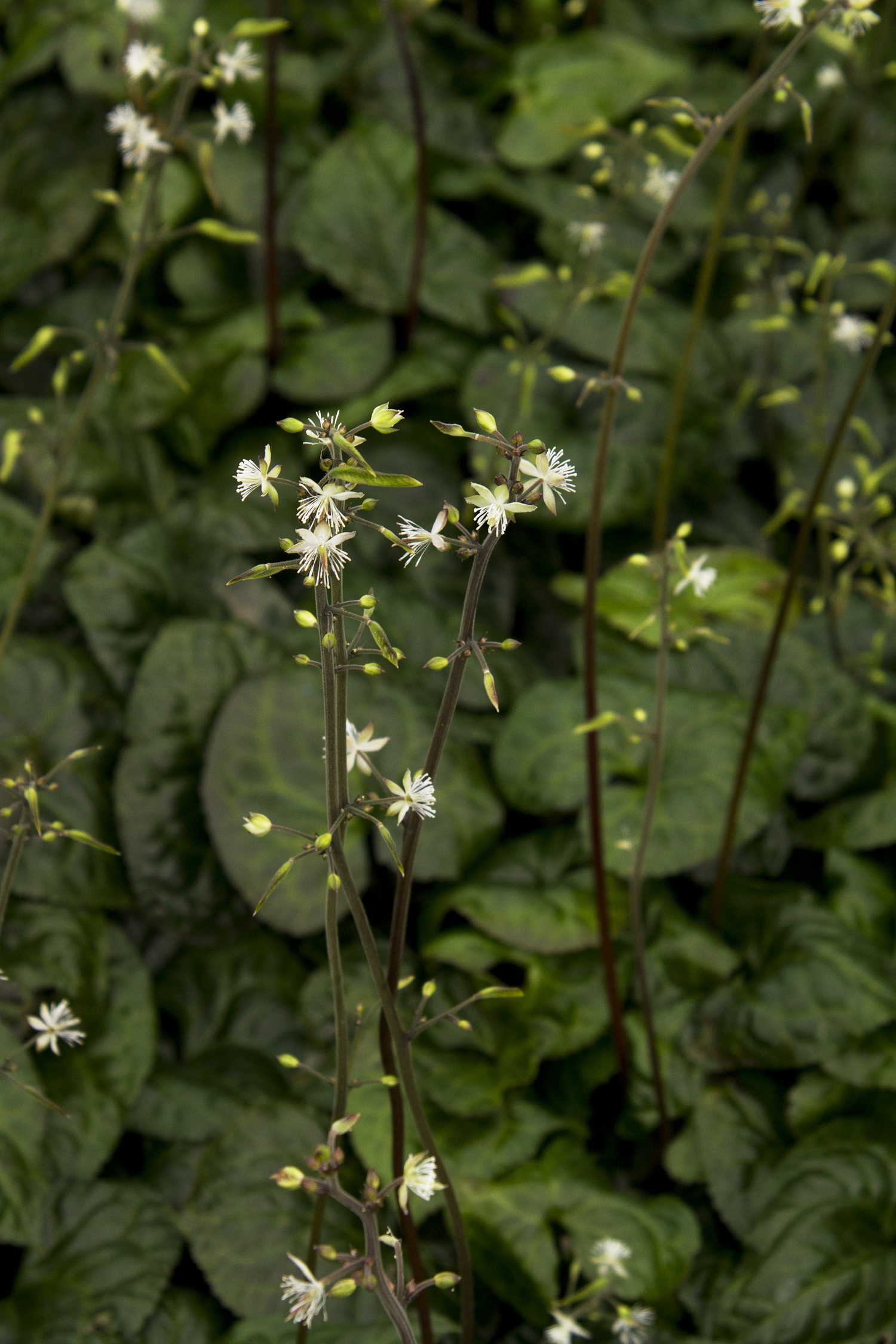 Beesia, Beesia deltophylla, Monrovia Plant