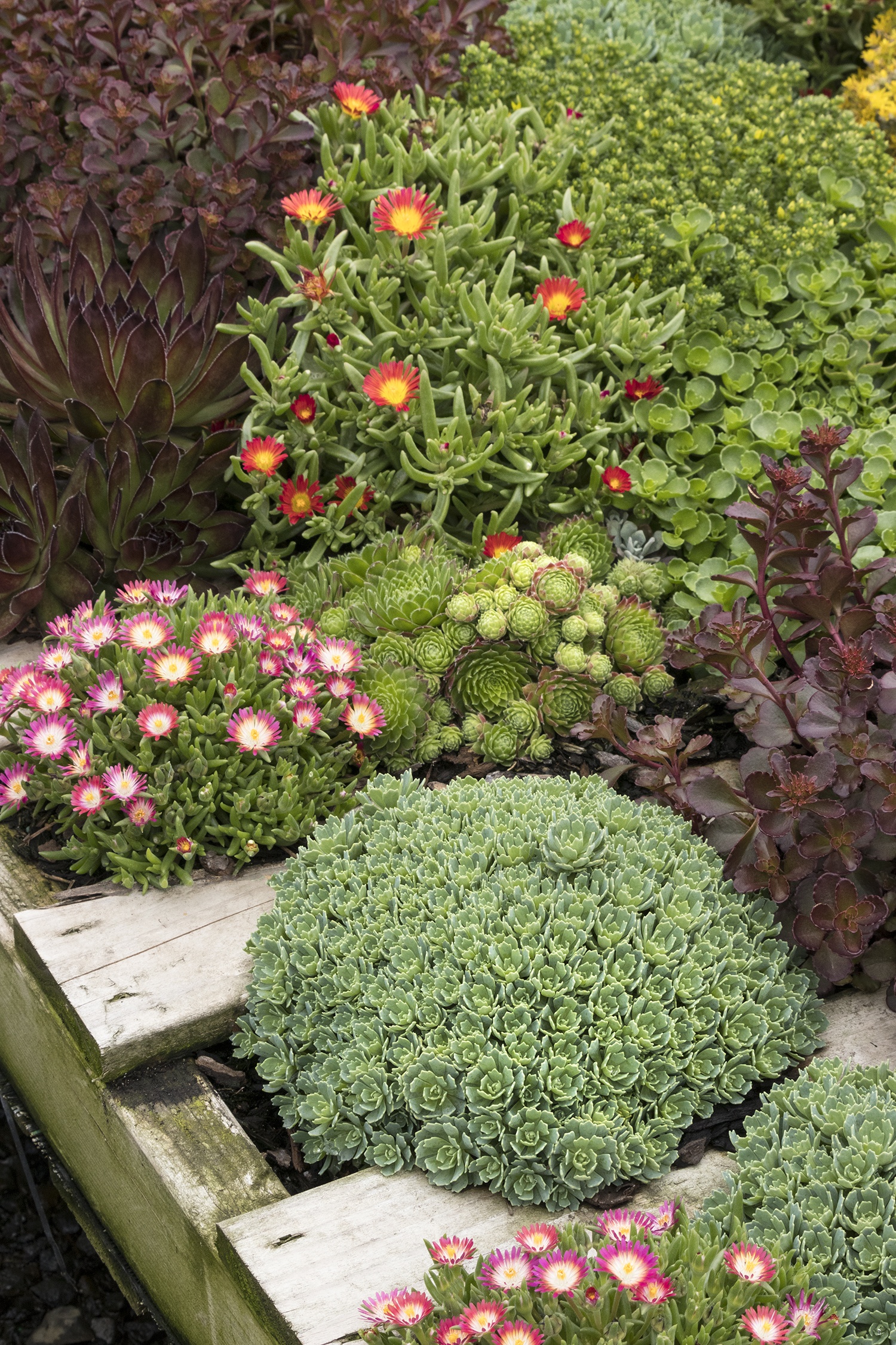 Fire Spinner® Ice Plant, Delosperma 'P001S', Monrovia Plant