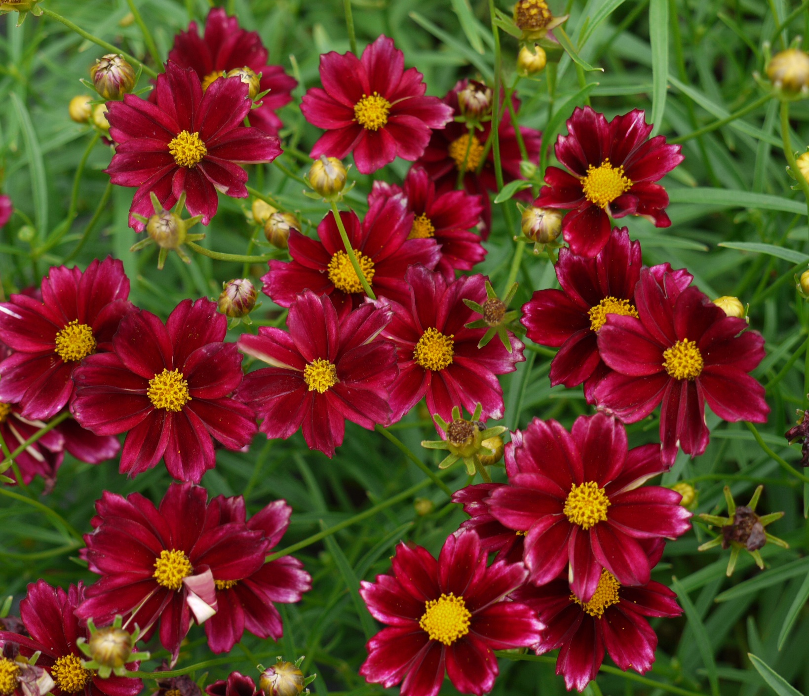 Big Bang™ Mercury Rising Coreopsis, Monrovia Plant