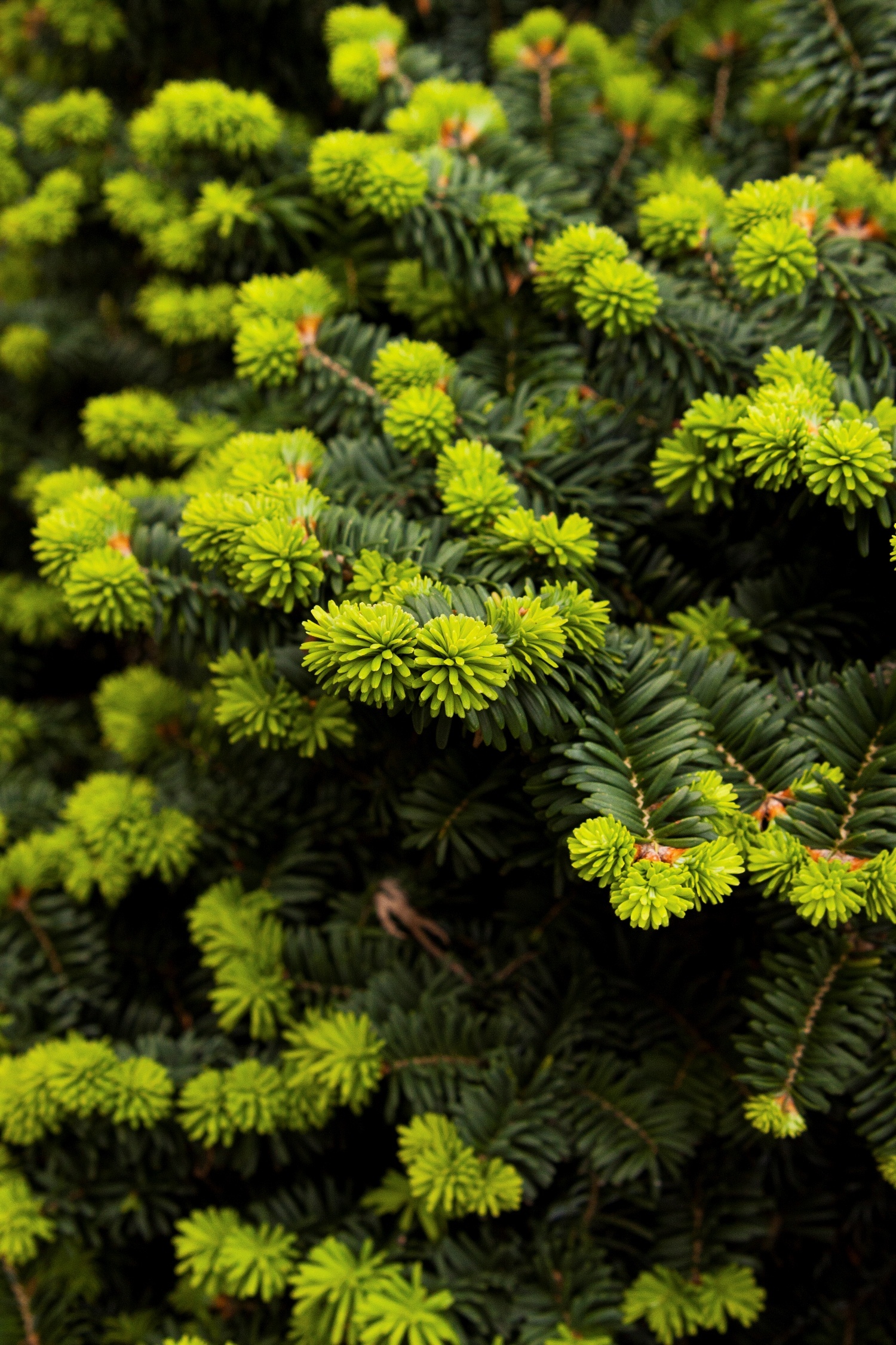 Dwarf Balsam Fir, Abies balsamea 'Nana', Monrovia Plant