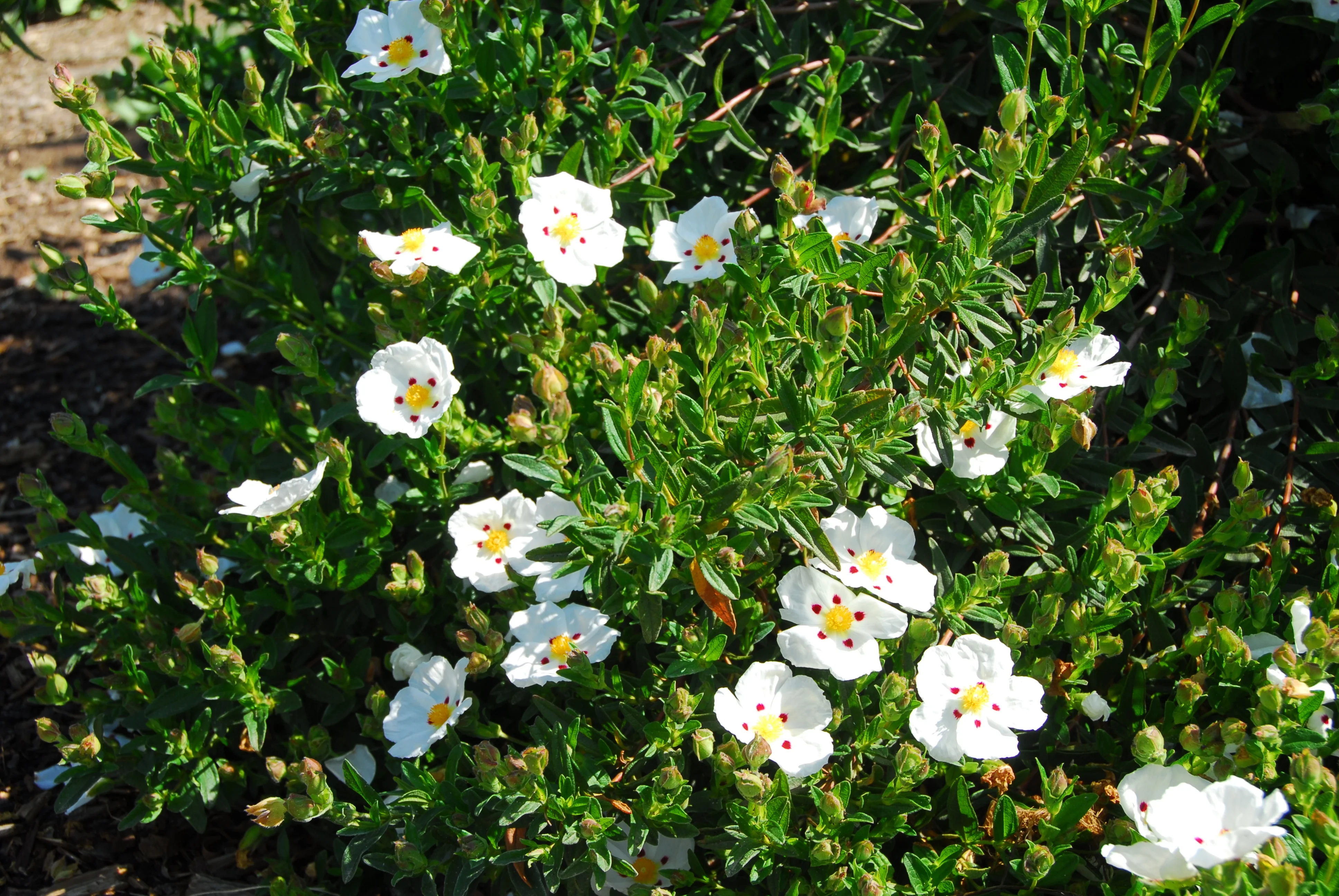 Spotted White Rock Rose, Cistus x aguilarii 'Maculatus', Monrovia Plant