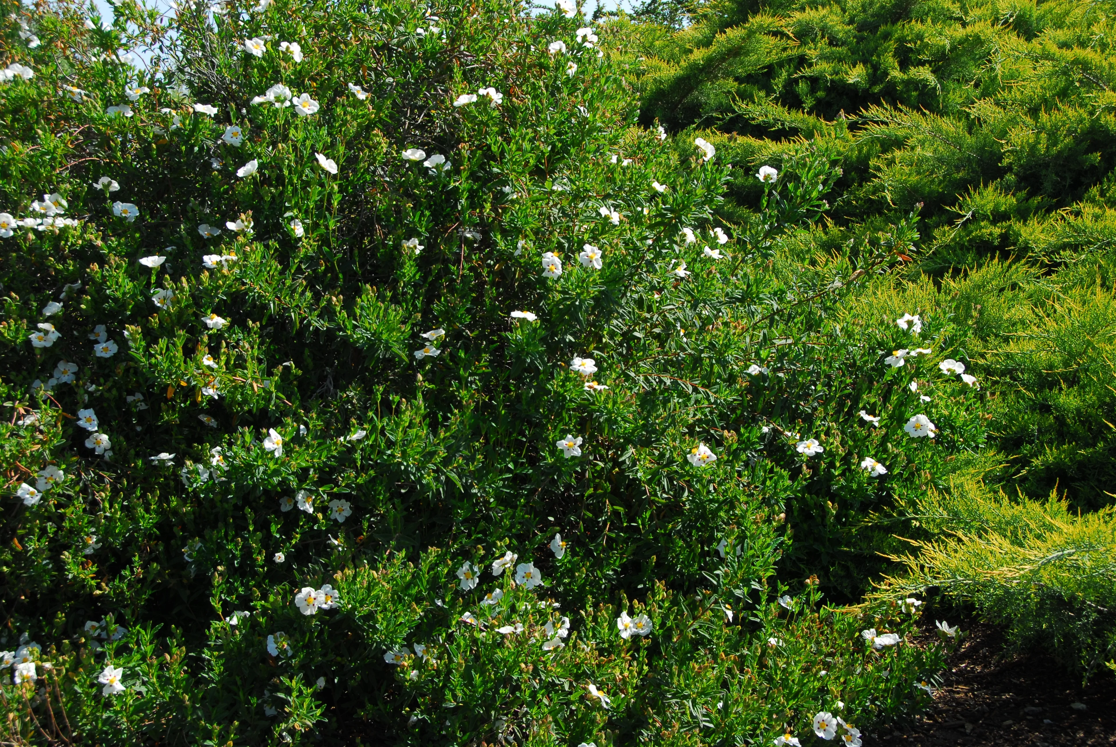 Spotted White Rock Rose, Cistus x aguilarii 'Maculatus', Monrovia Plant