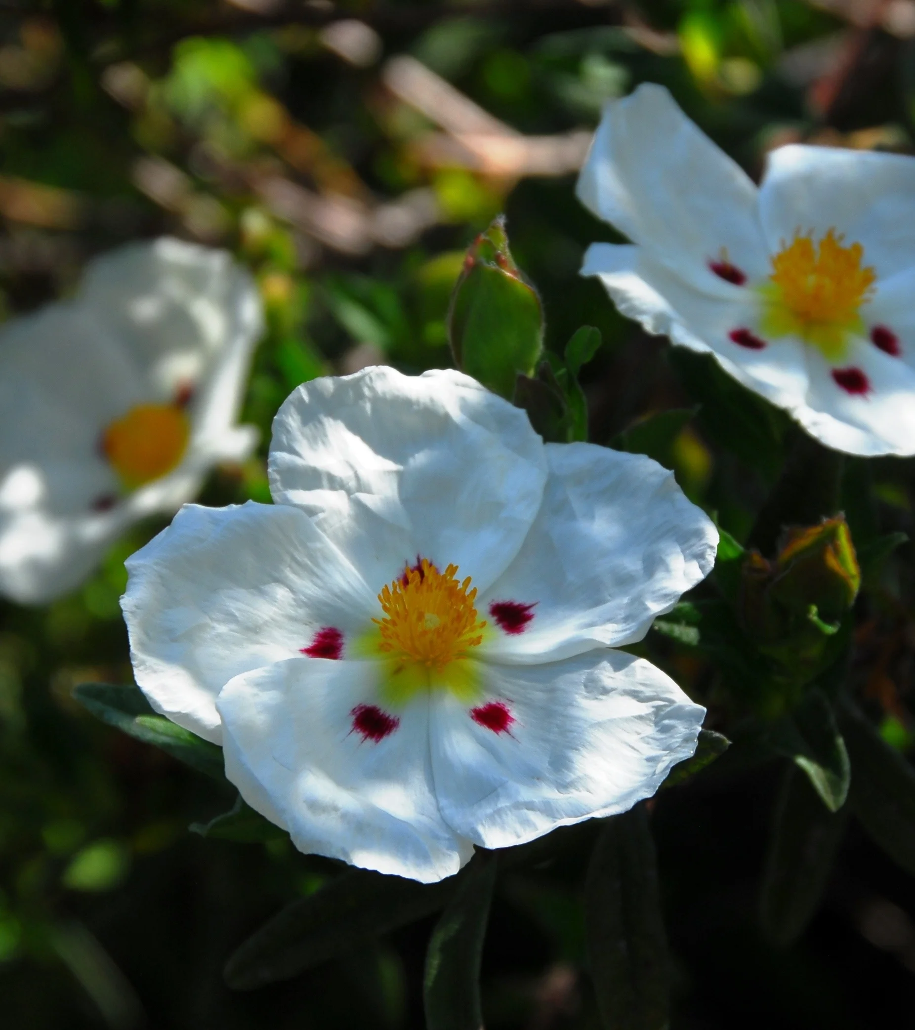 Spotted White Rock Rose, Cistus x aguilarii 'Maculatus', Monrovia Plant