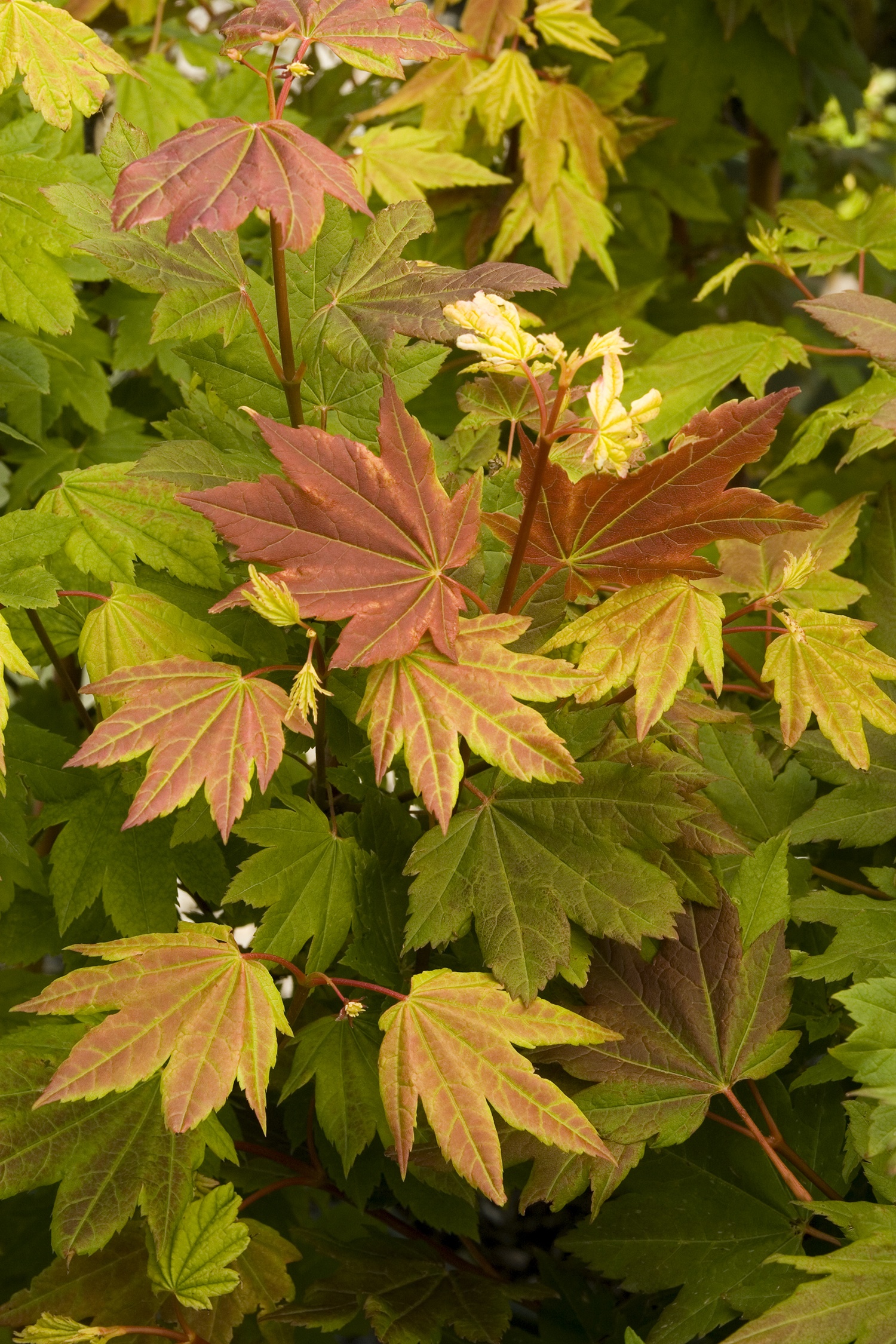 Pacific Fire Vine Maple, Acer circinatum 'Pacific Fire', Monrovia Plant