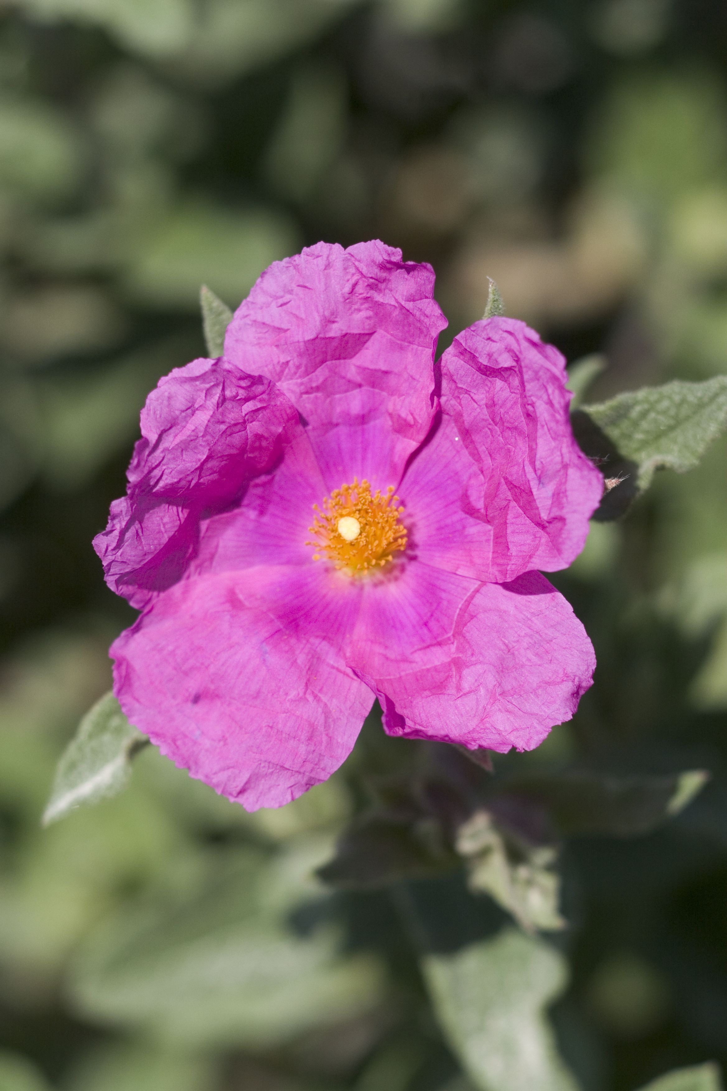 Magenta Rock Rose, Cistus x pulverulentus 'Sunset', Monrovia Plant