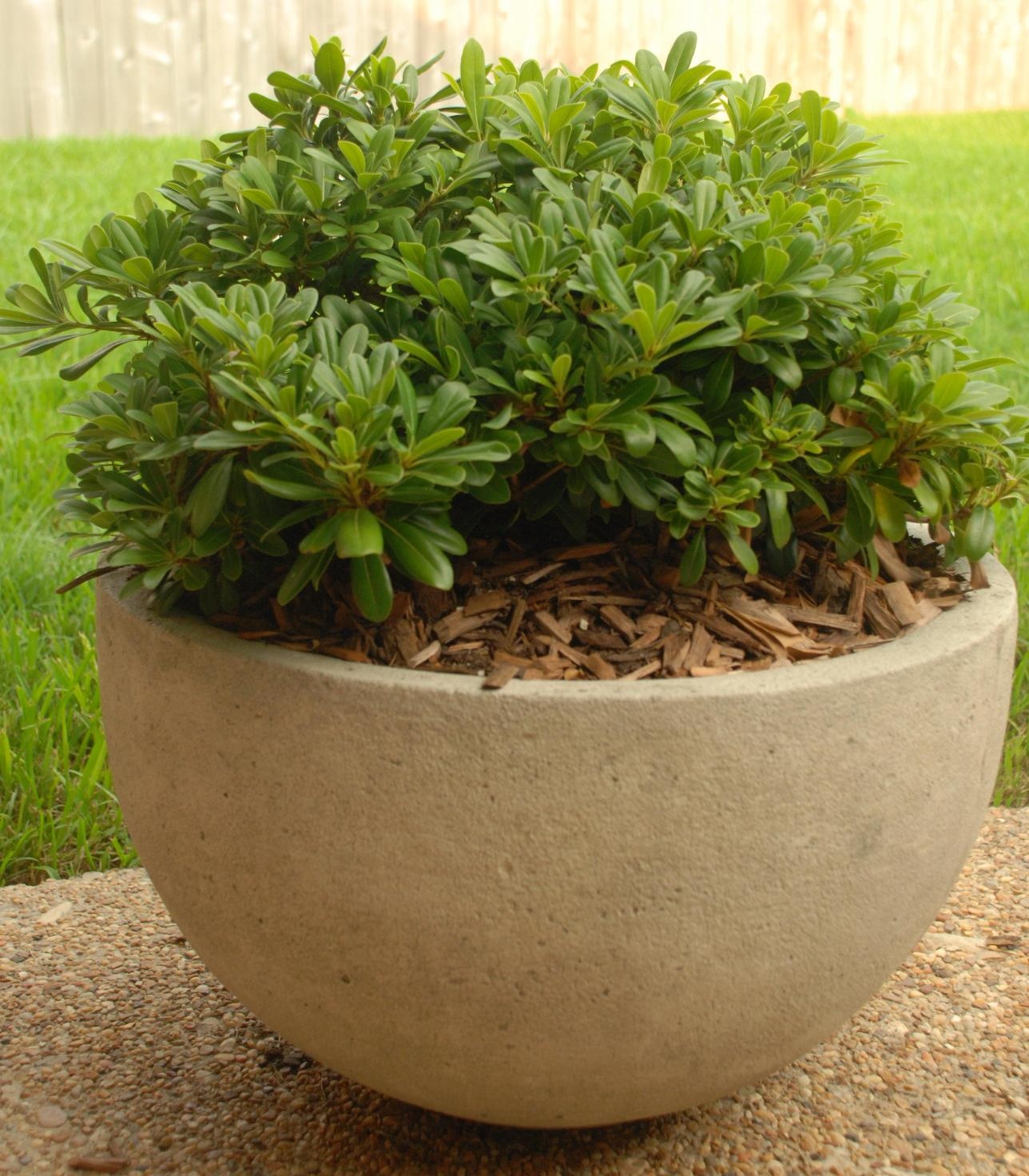 Wheeler's Dwarf Japanese Pittosporum, Pittosporum tobira 'Wheeler's Dwarf'