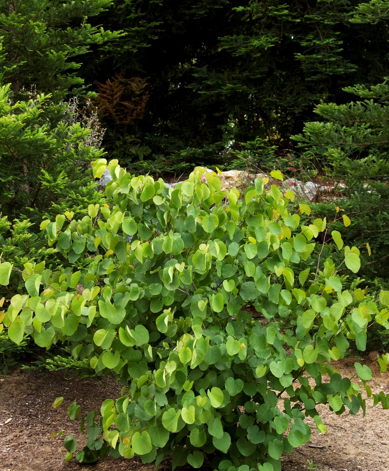 Western Redbud, Cercis occidentalis, Monrovia Plant