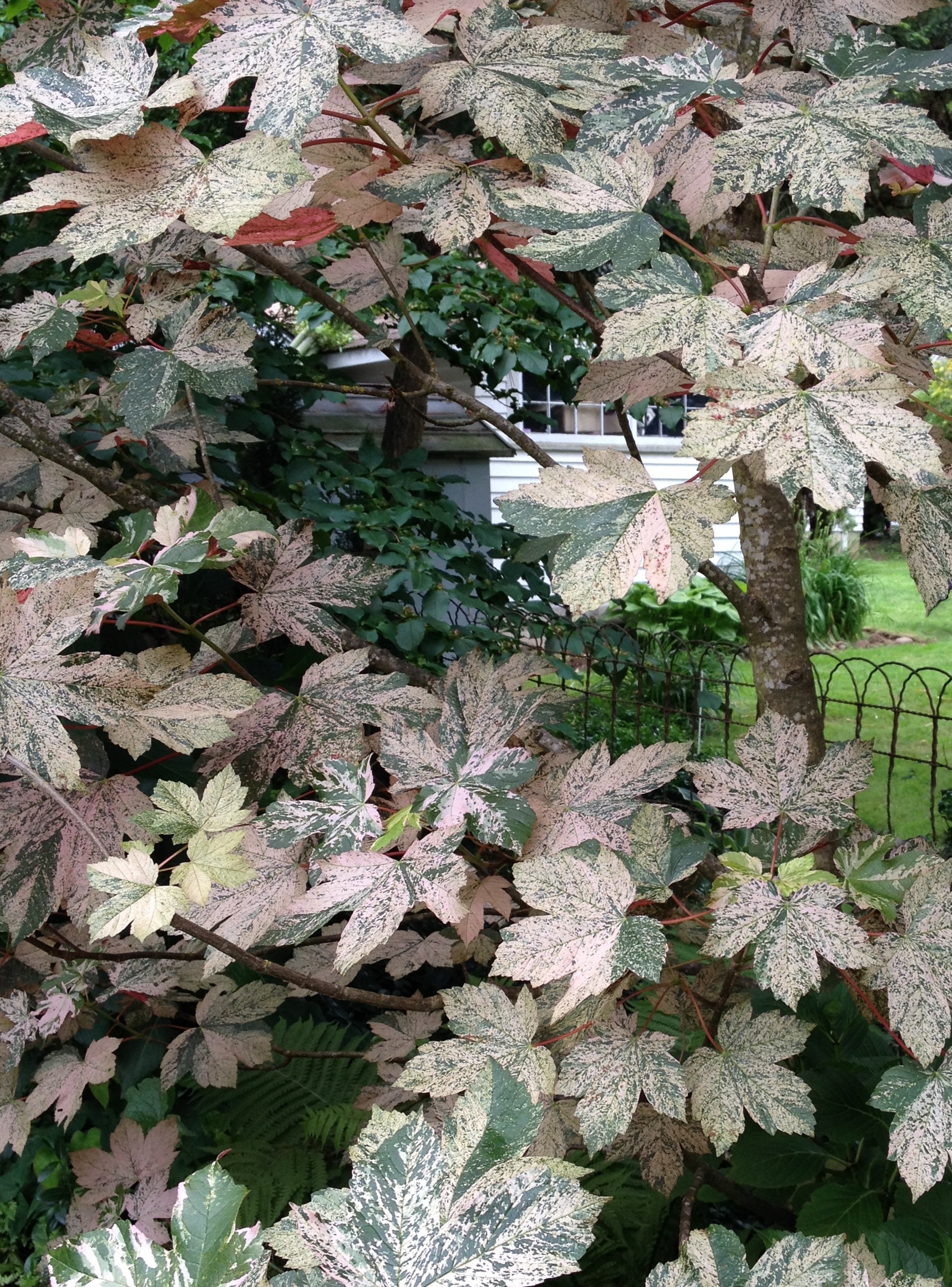Esk Sunset Sycamore Maple, Acer pseudoplatanus 'Esk Sunset', Monrovia Plant