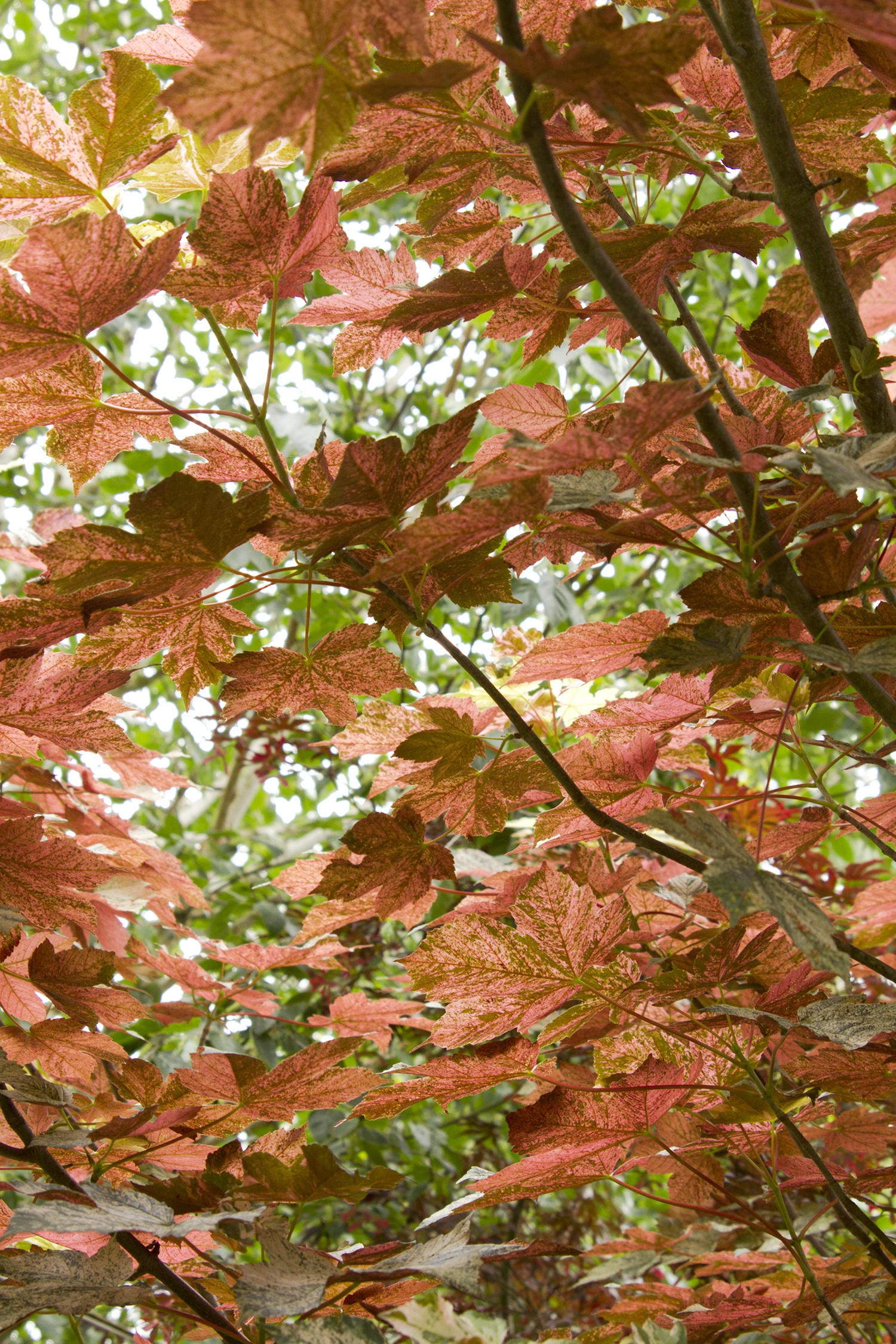 Esk Sunset Sycamore Maple, Acer pseudoplatanus 'Esk Sunset', Monrovia Plant