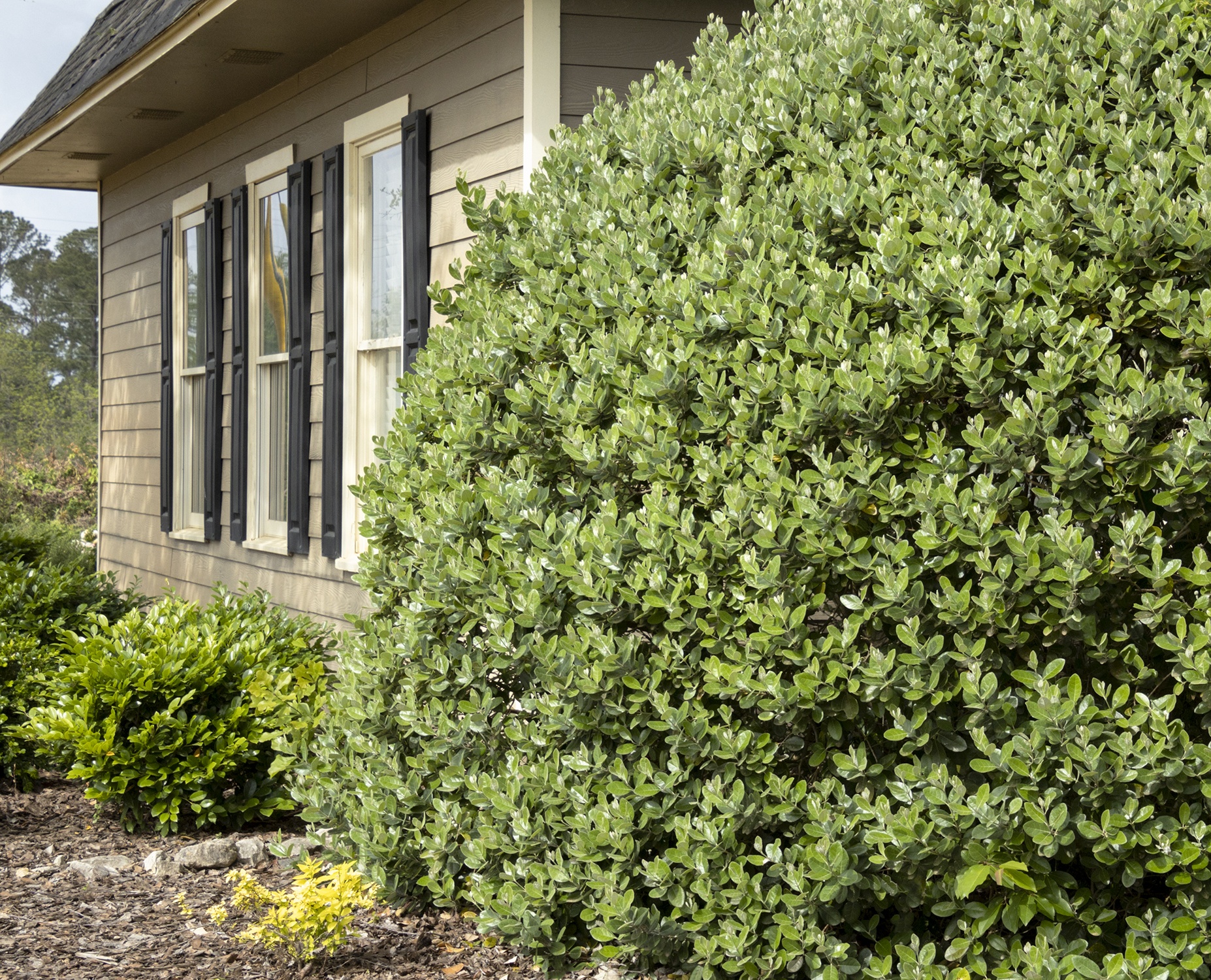 Pineapple Guava Shrub