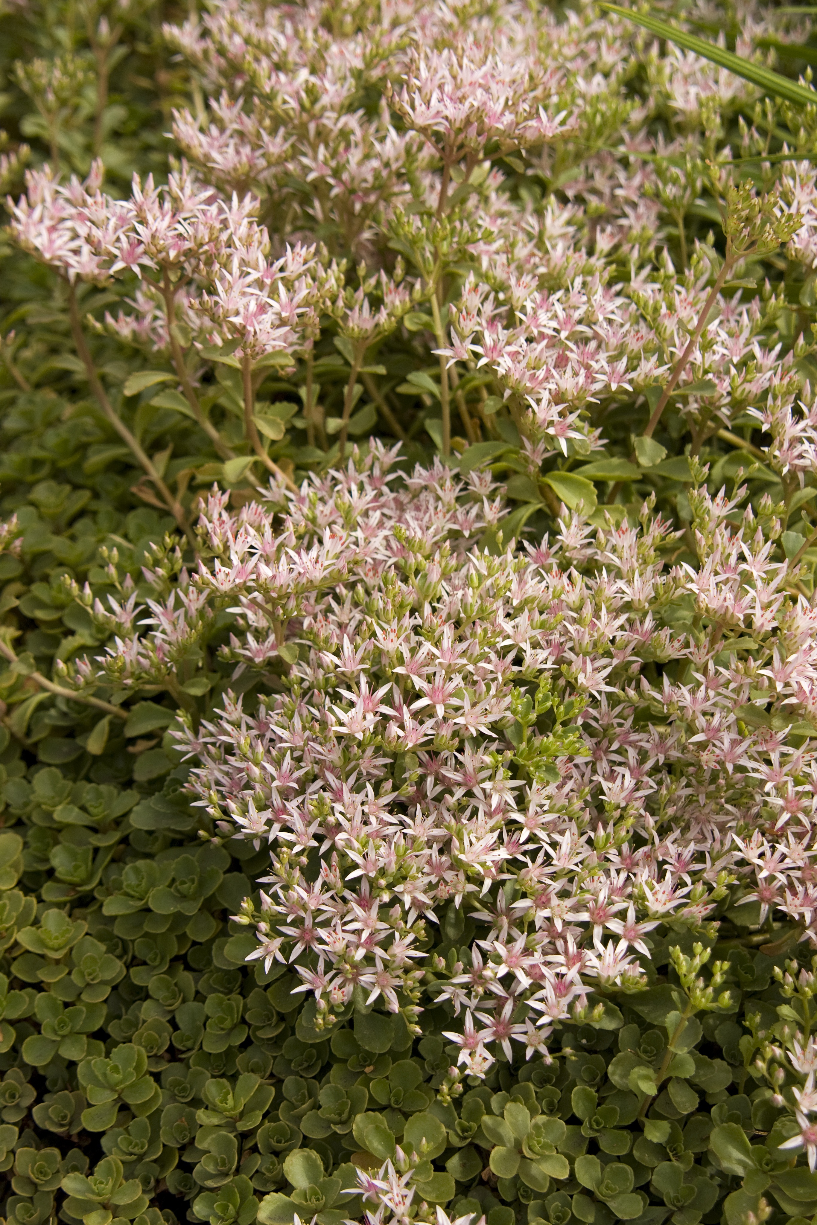 John Creech Stonecrop, Sedum spurium 'John Creech', Monrovia Plant