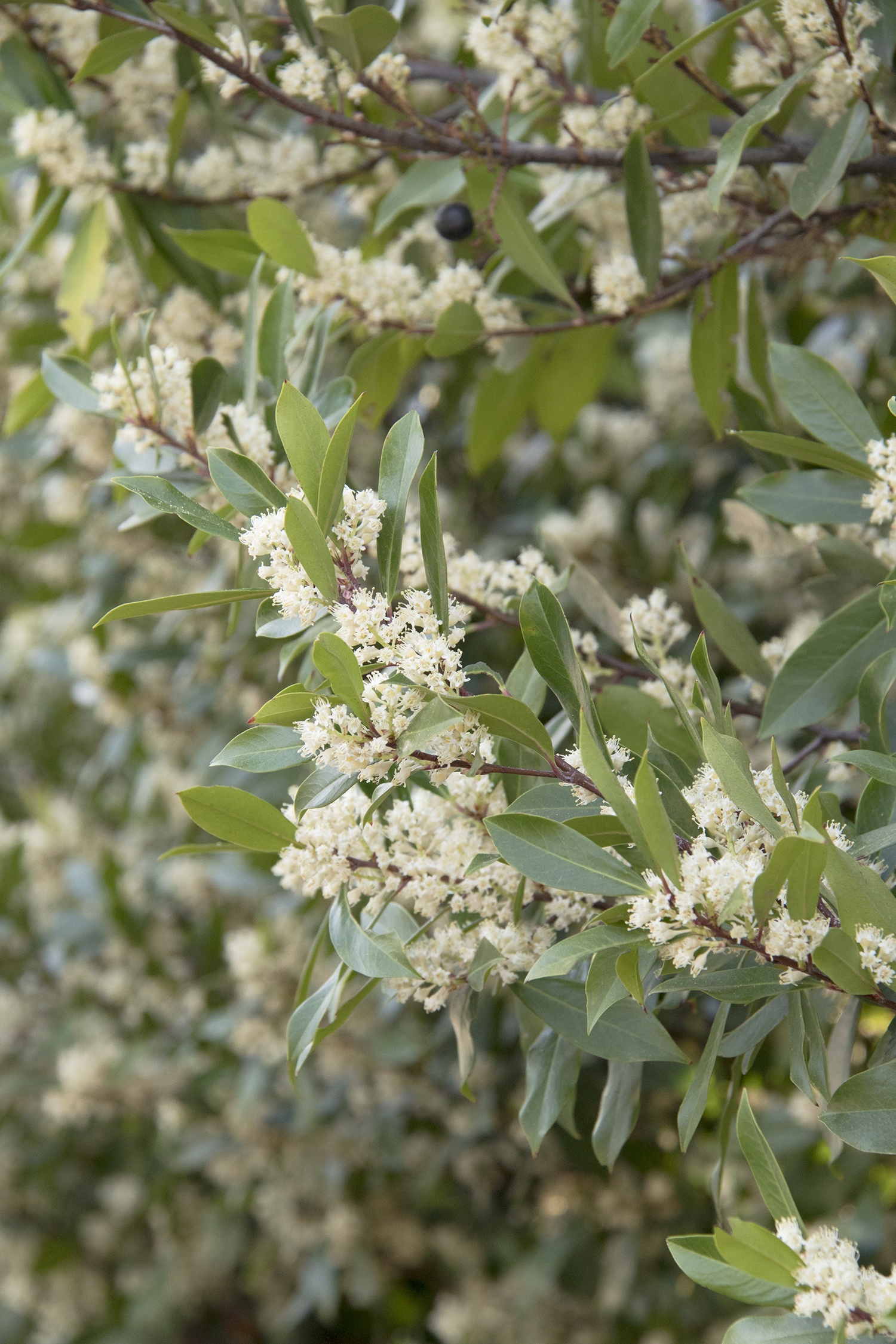 Bright 'N Tight® Carolina Laurel, Prunus caroliniana 'Monus'