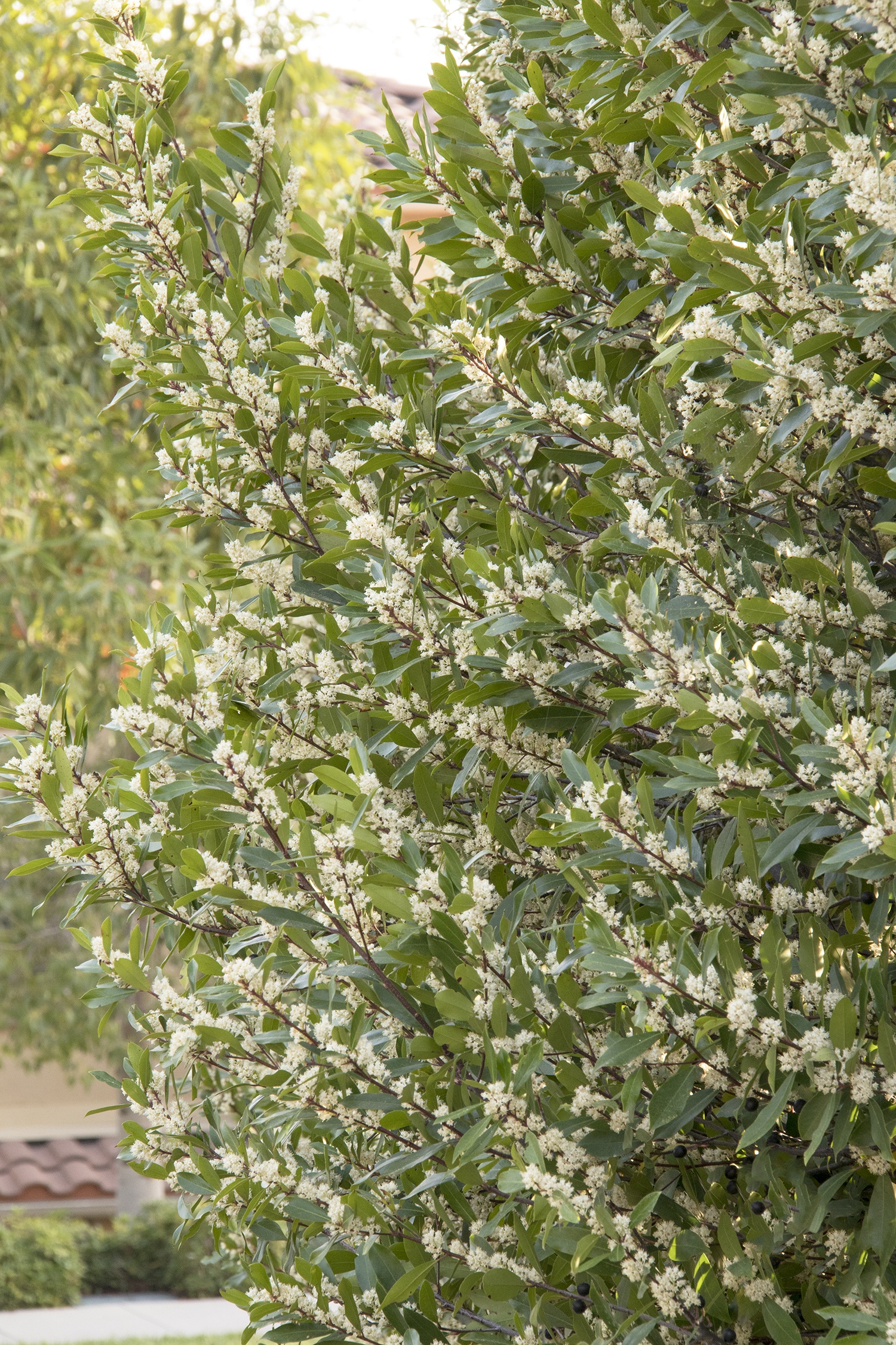 Bright 'N Tight® Carolina Laurel, Prunus caroliniana 'Monus'