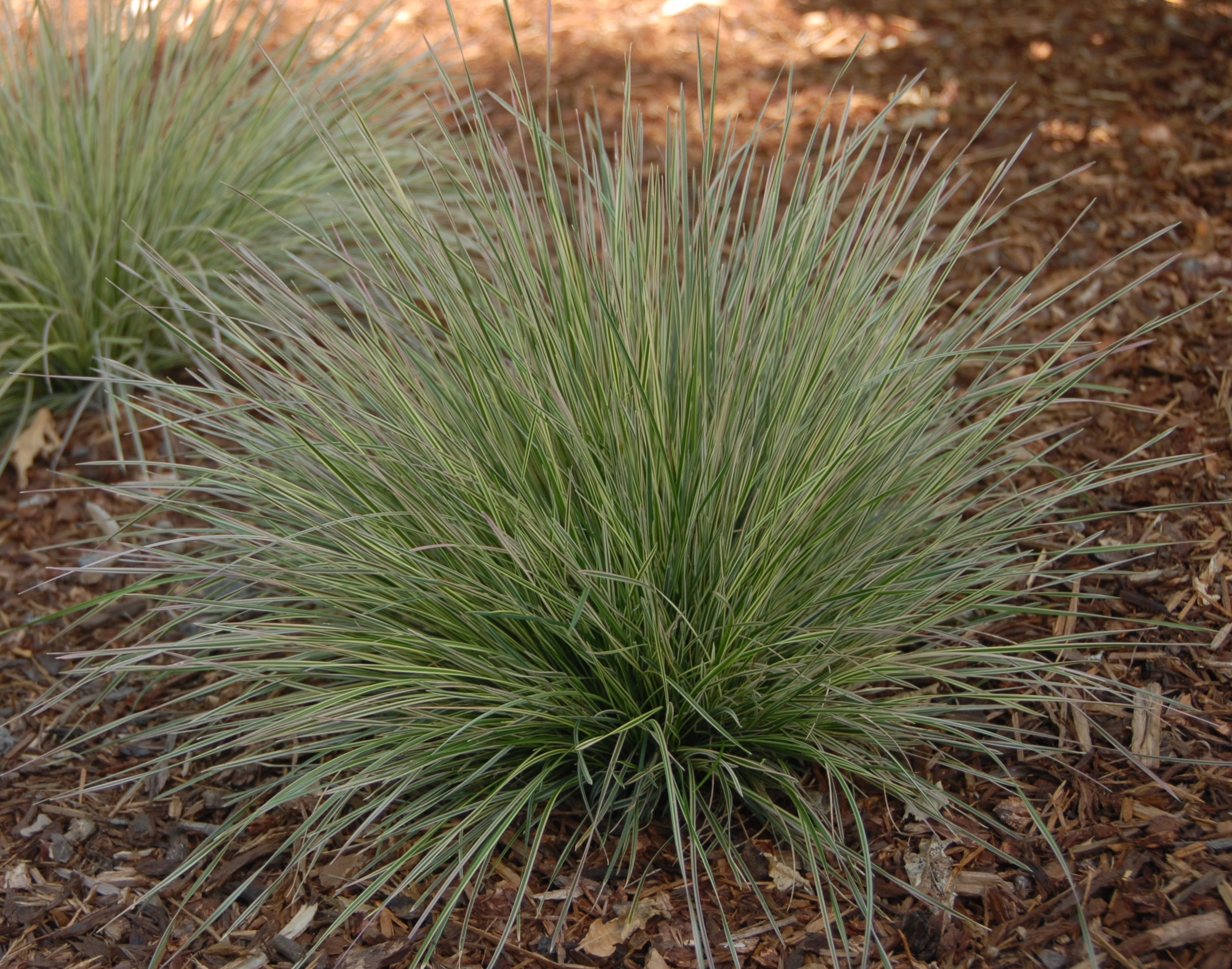 Northern Lights Tufted Hair Grass, Deschampsia cespitosa 'Northern Lights'