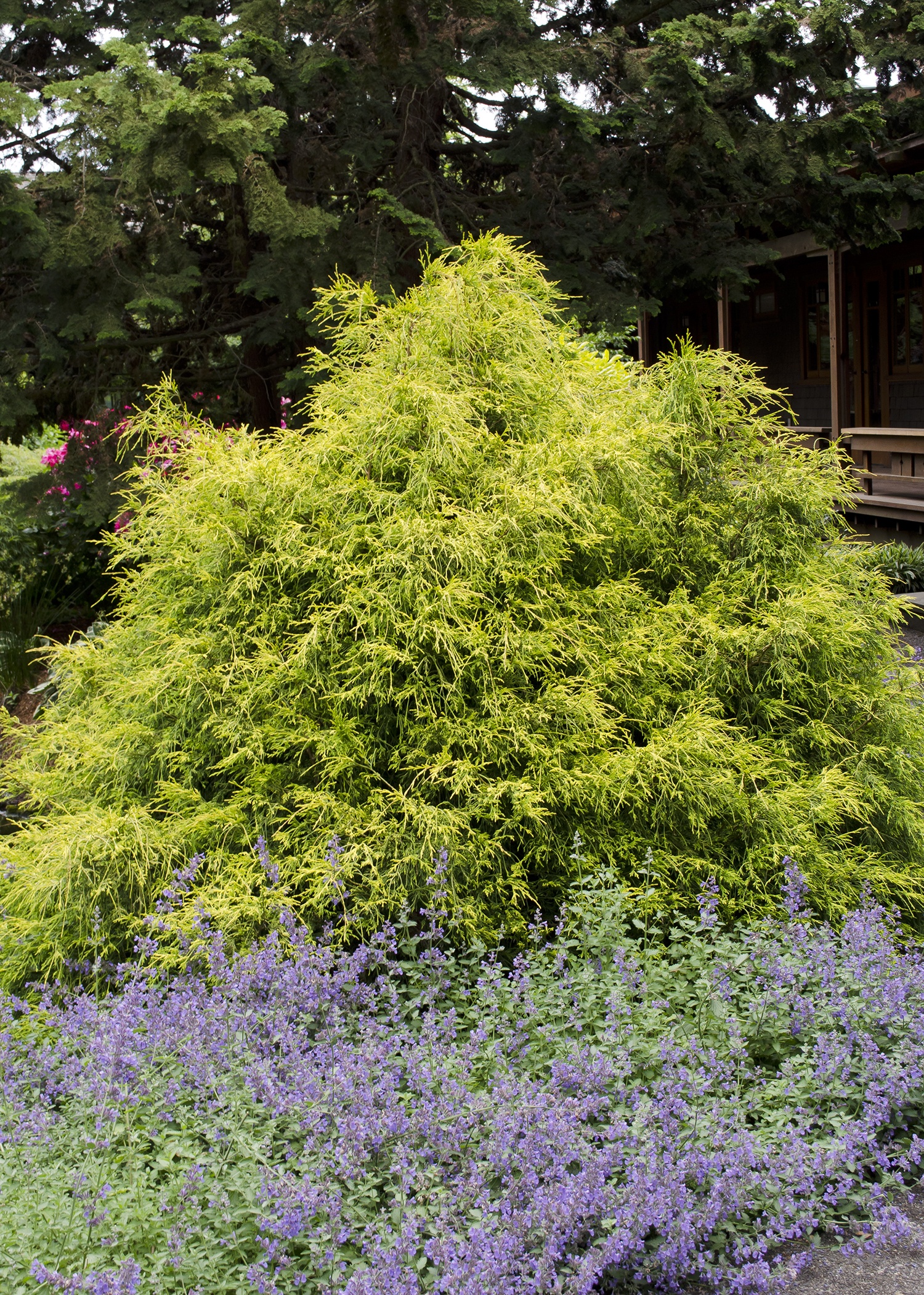 Golden Mop Threadleaf False Cypress, Chamaecyparis pisifera 'Golden Mop'