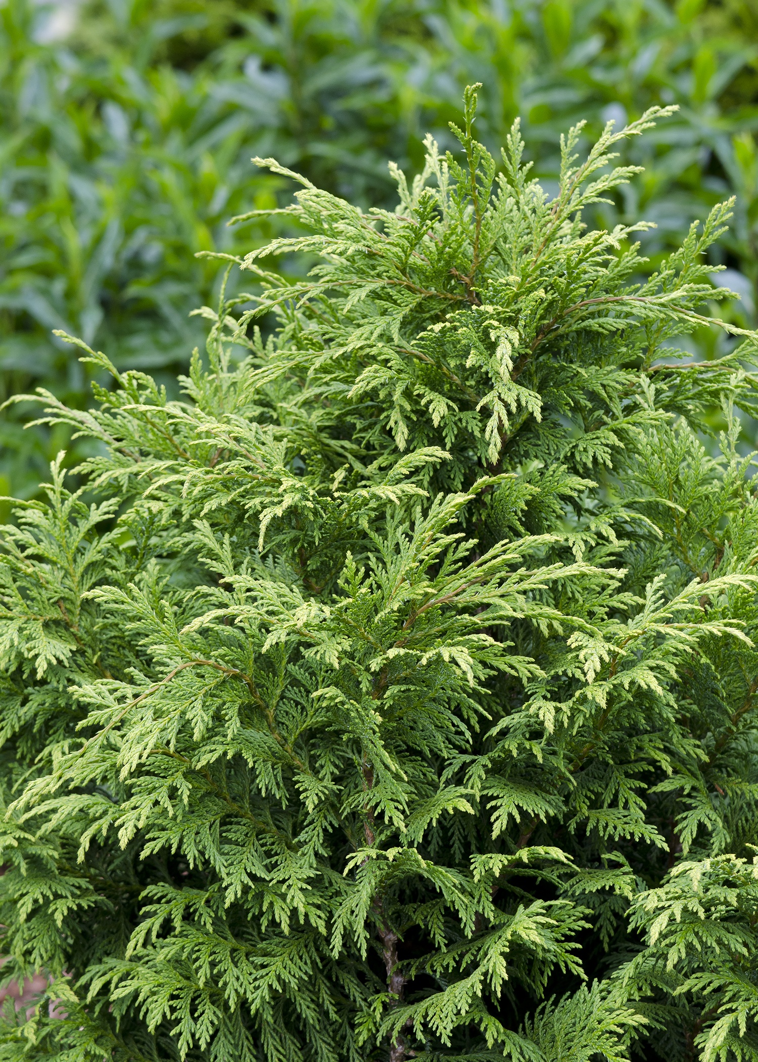 Soft Serve® False Cypress, Chamaecyparis pisifera 'Dow Whiting' PP #20,883