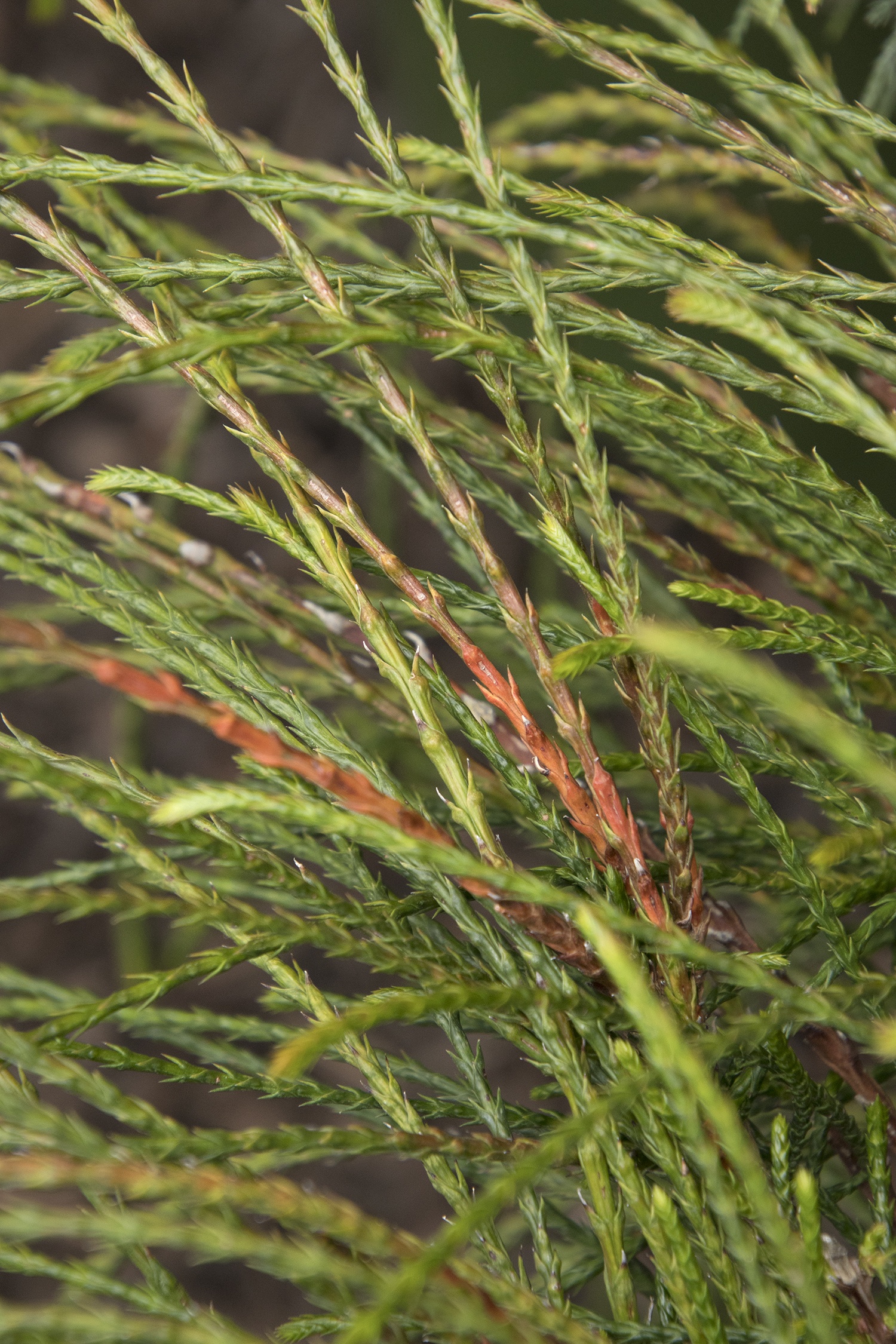 Whipcord Western Red Cedar, Thuja plicata 'Whipcord', Monrovia Plant