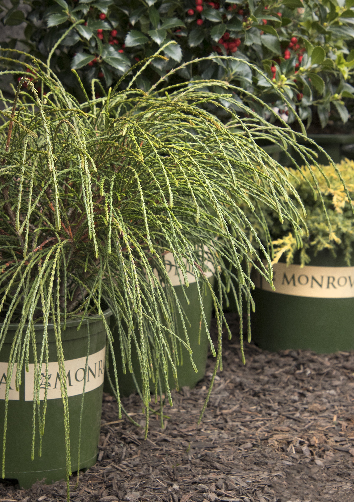 Whipcord Western Red Cedar, Thuja plicata 'Whipcord', Monrovia Plant