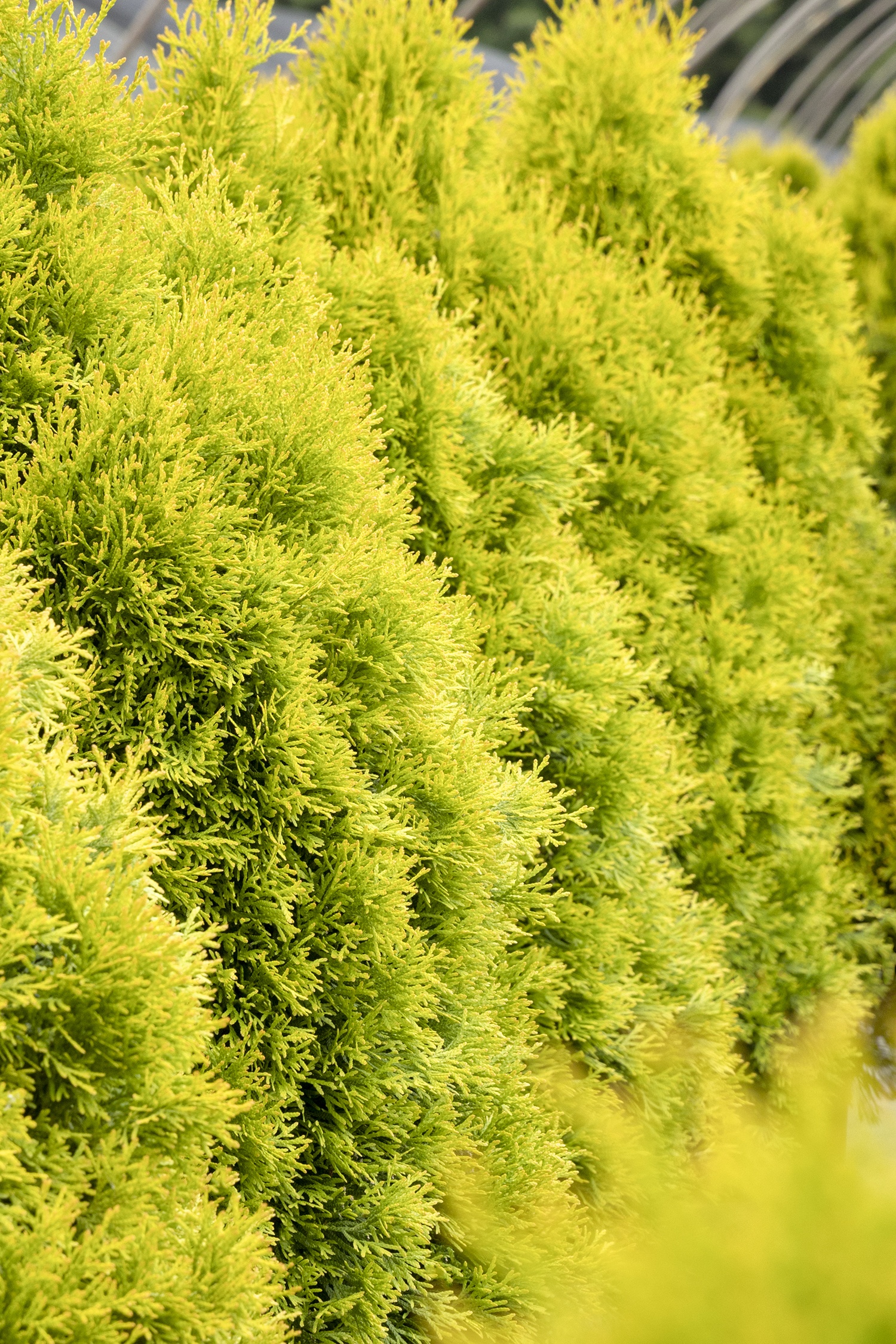 Highlights™ Arborvitae, Thuja occidentalis 'Janed Gold' PP #21,967
