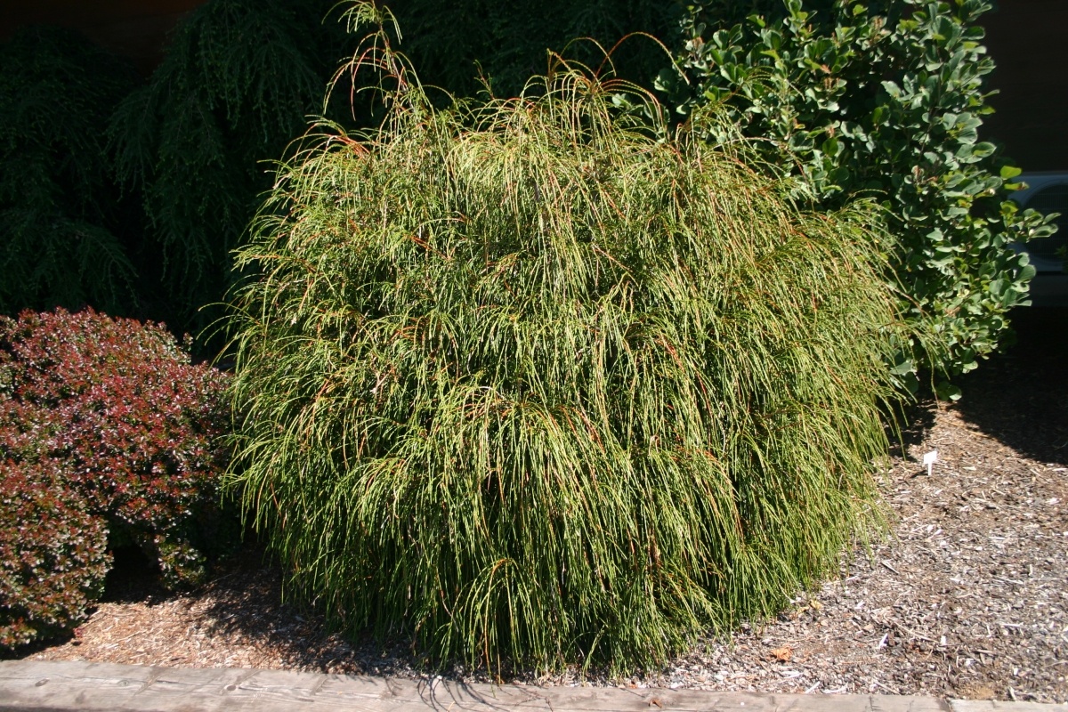 Whipcord Western Red Cedar, Thuja plicata 'Whipcord', Monrovia Plant