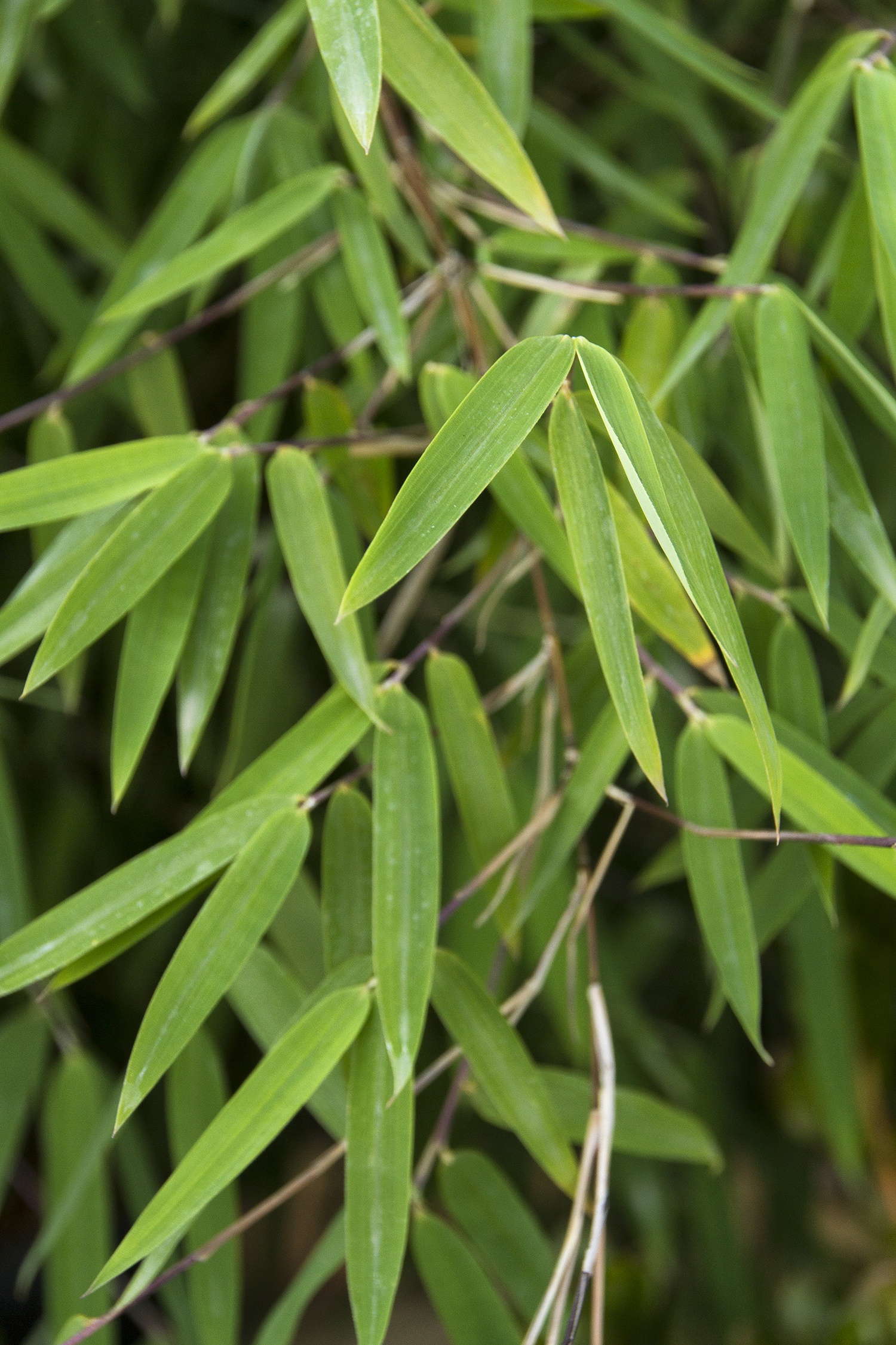 Red Clumping Bamboo, Fargesia nitida 'Jiuzhaigou', Monrovia Plant