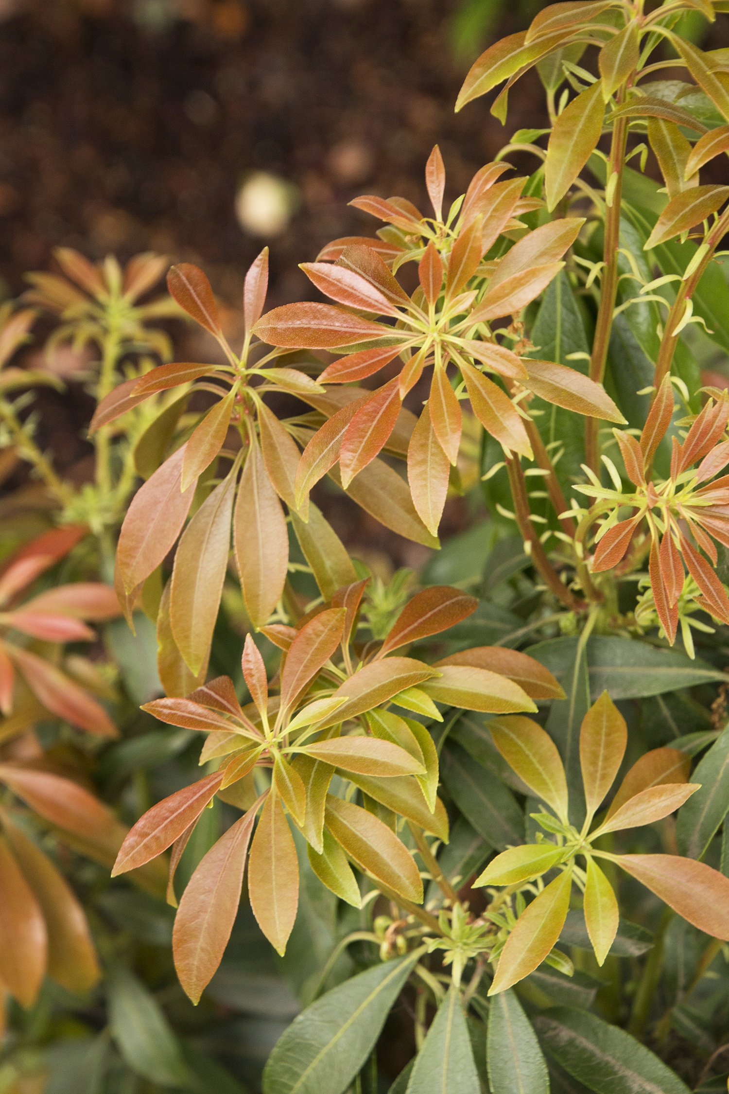 Enchanted Forest Collection® Sunsprite™ Pieris, Monrovia Plant