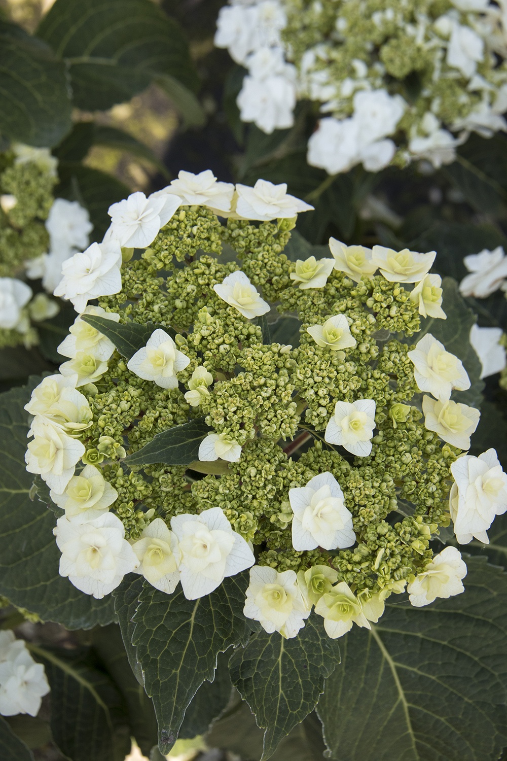 Double Delights™ Wedding Gown Hydrangea, Monrovia Plant
